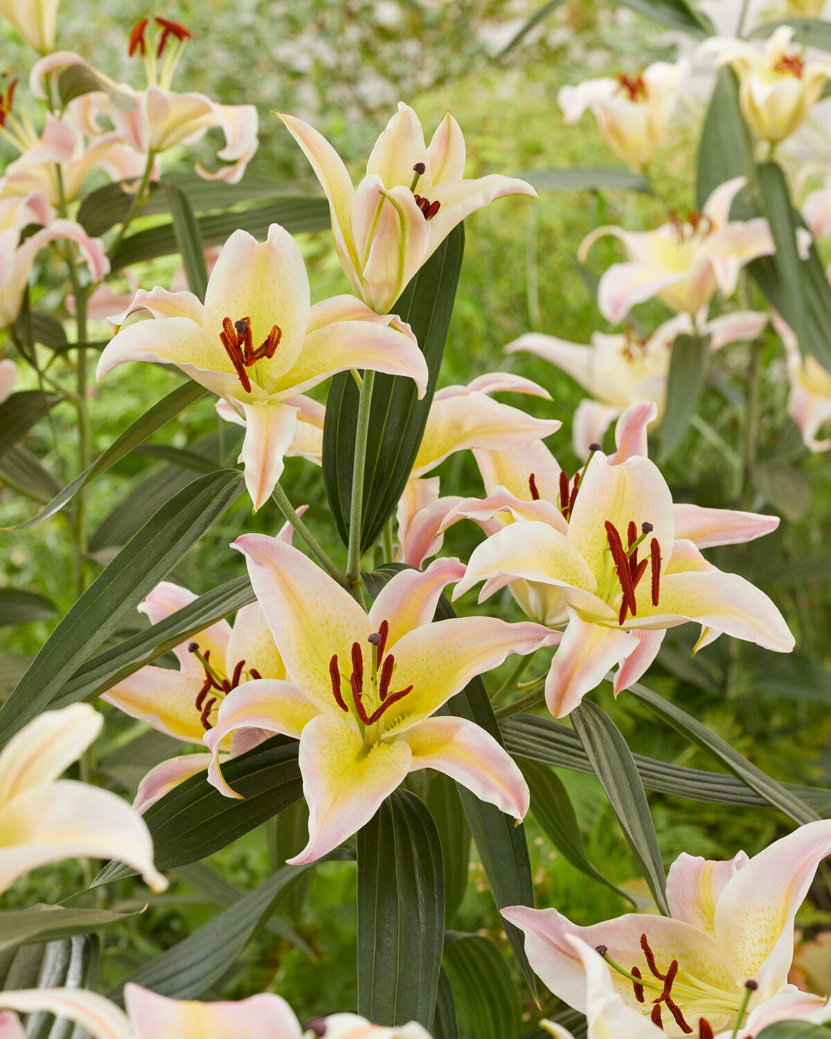 Lily 'Hocus Pocus' bulbs — Buy online at Farmer Gracy UK
