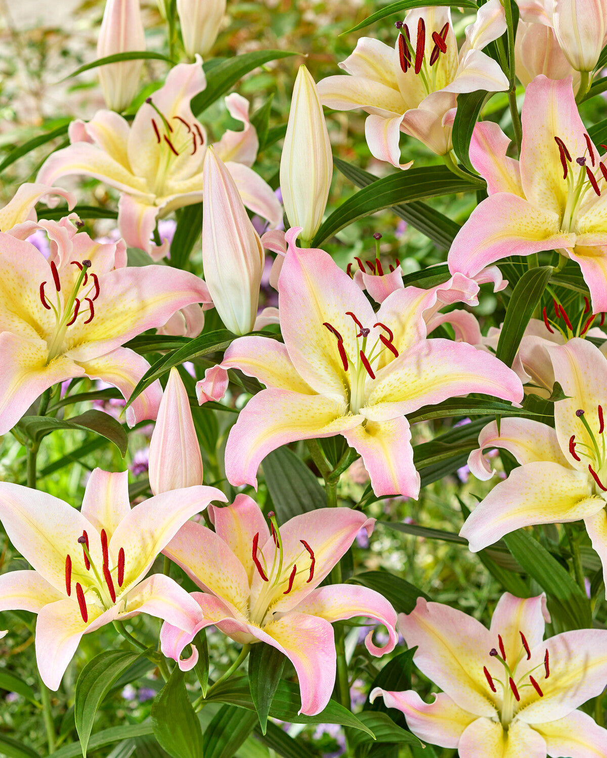 Lily 'Hocus Pocus' bulbs | Buy online at Farmer Gracy UK