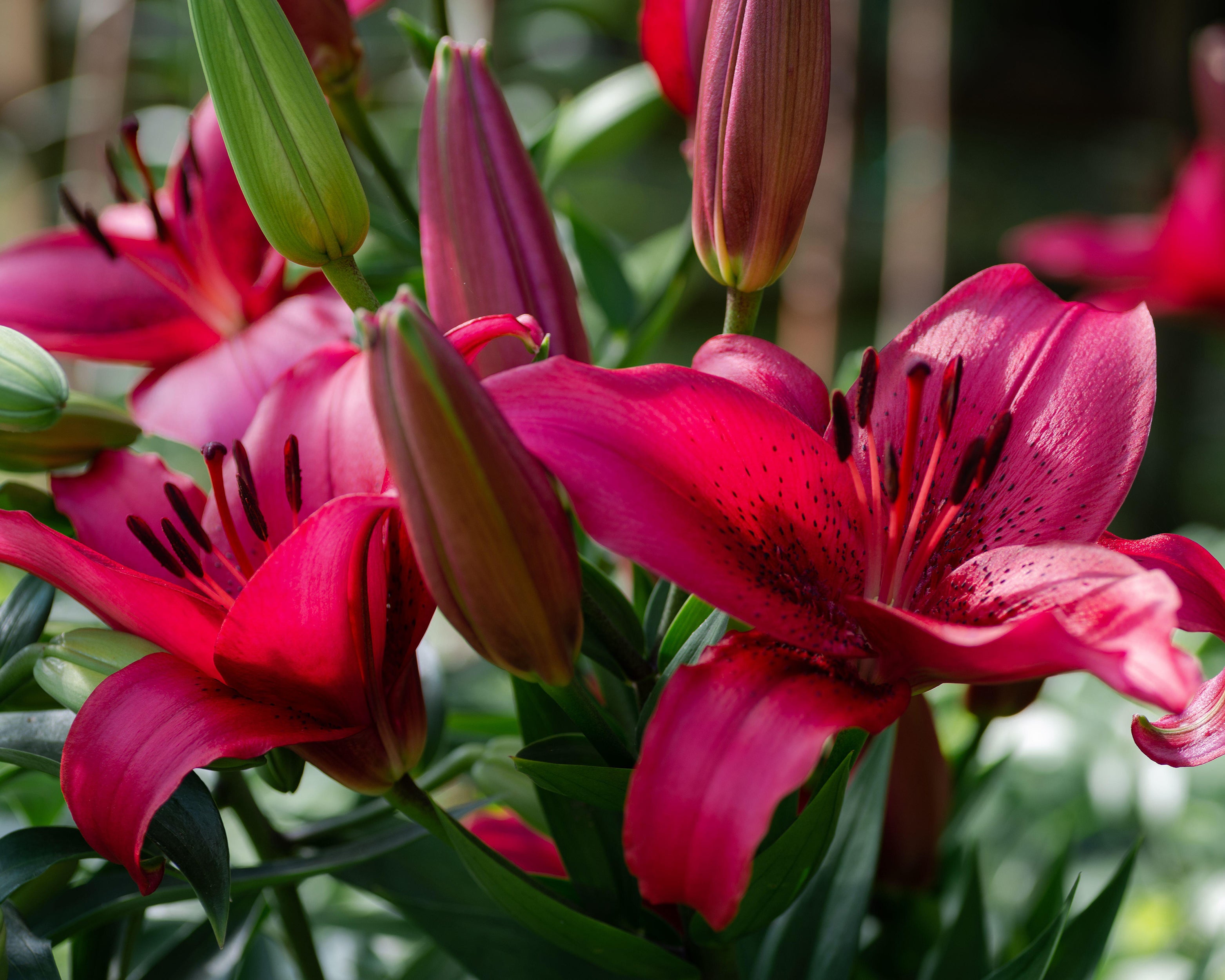 Lily 'November Rain' bulbs — Buy online at Farmer Gracy UK