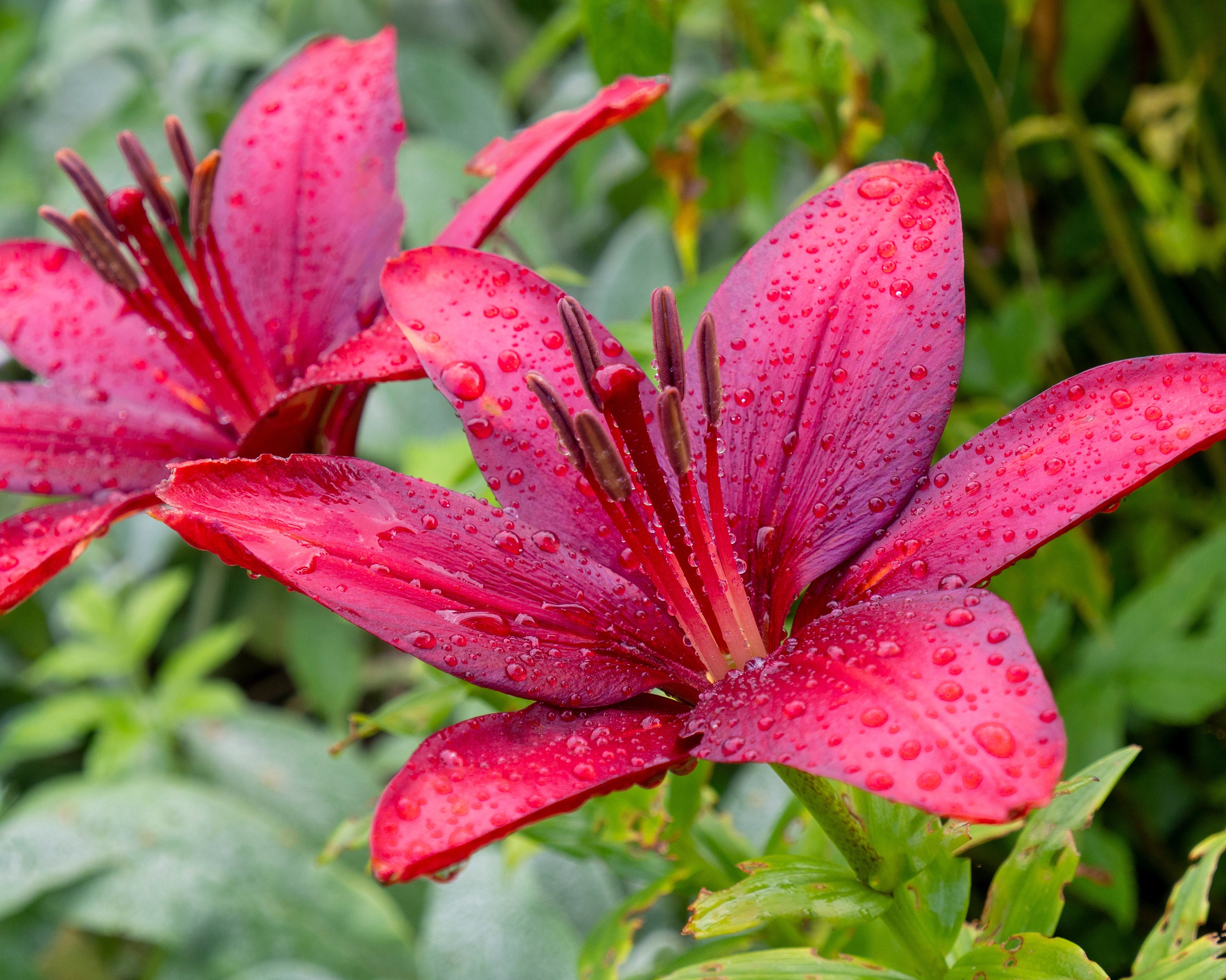 Lily 'November Rain' bulbs — Buy online at Farmer Gracy UK