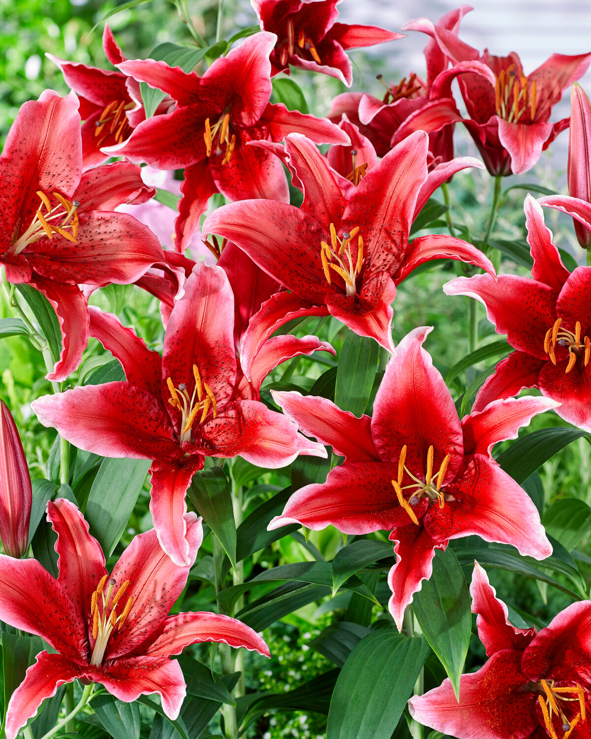 Lily 'Red Flash' bulbs — Buy online at Farmer Gracy UK