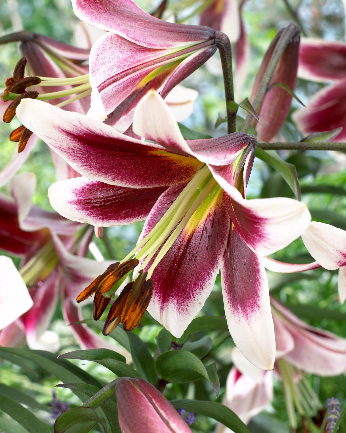 Lily 'Miss Lily' bulbs — Buy tree lilies online at Farmer Gracy UK