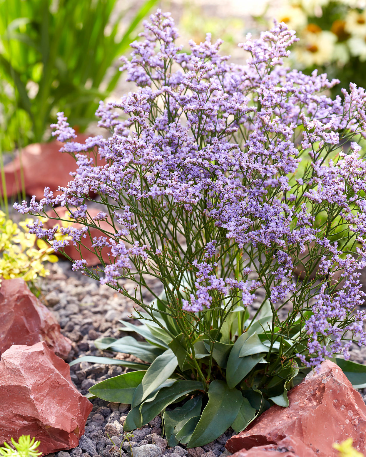 Limonium 'Dazzle Rocks' bare roots — Buy mauve-blue sea lavender online ...