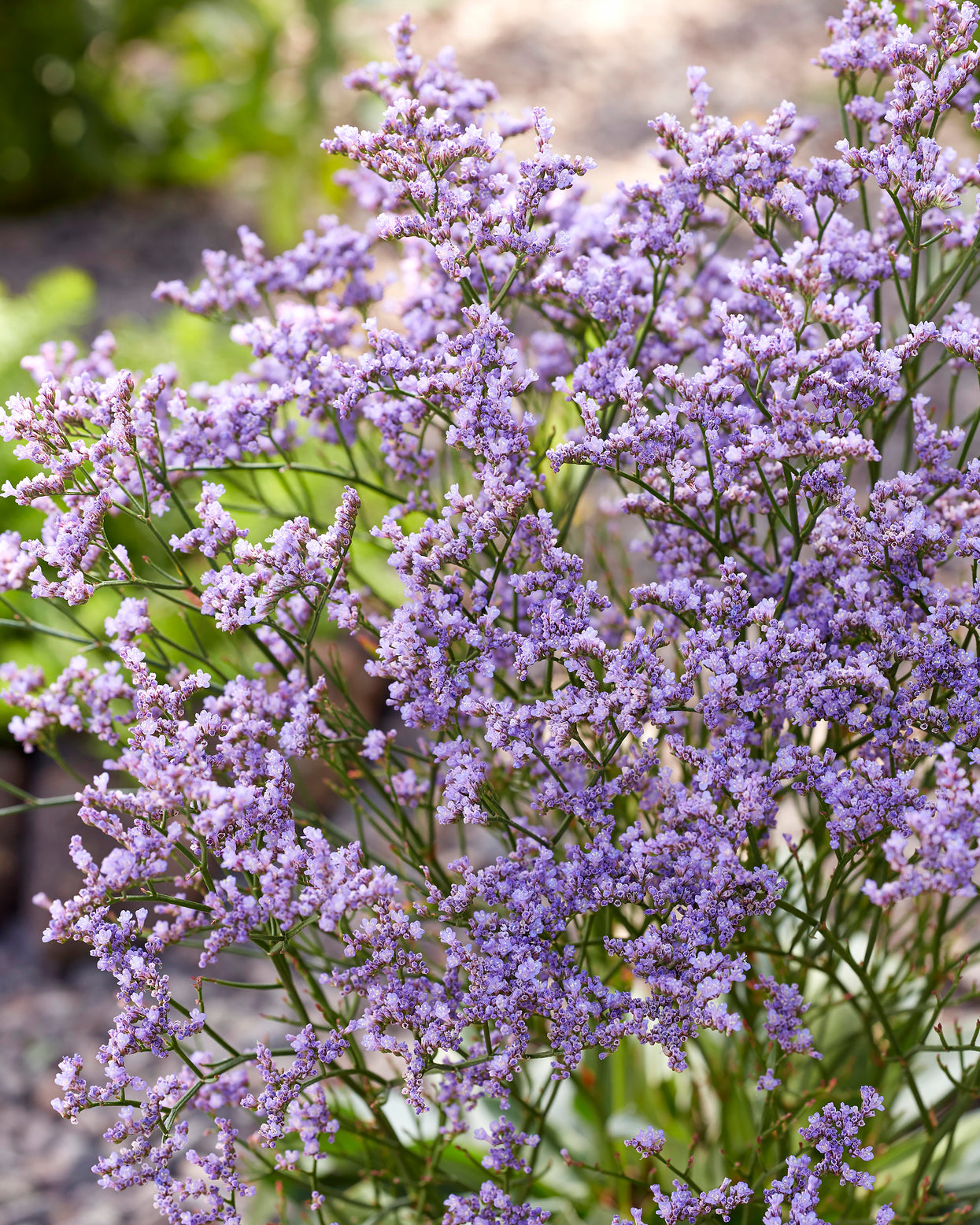 Limonium 'Dazzle Rocks' bare roots | Buy mauve-blue sea lavender online ...