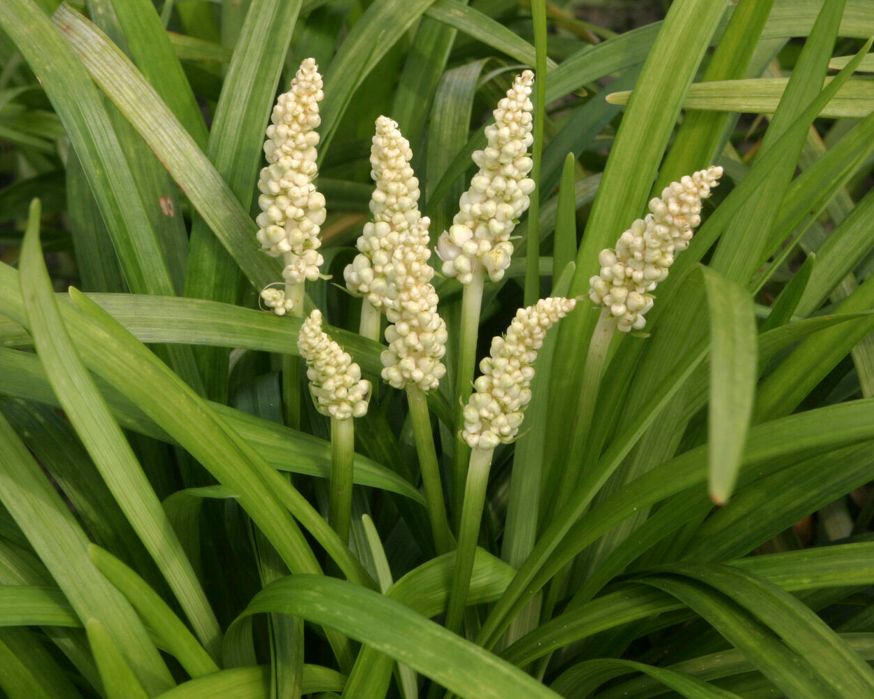 Liriope muscari 'Monroe White' bare roots — Buy purple lilyturfs online ...