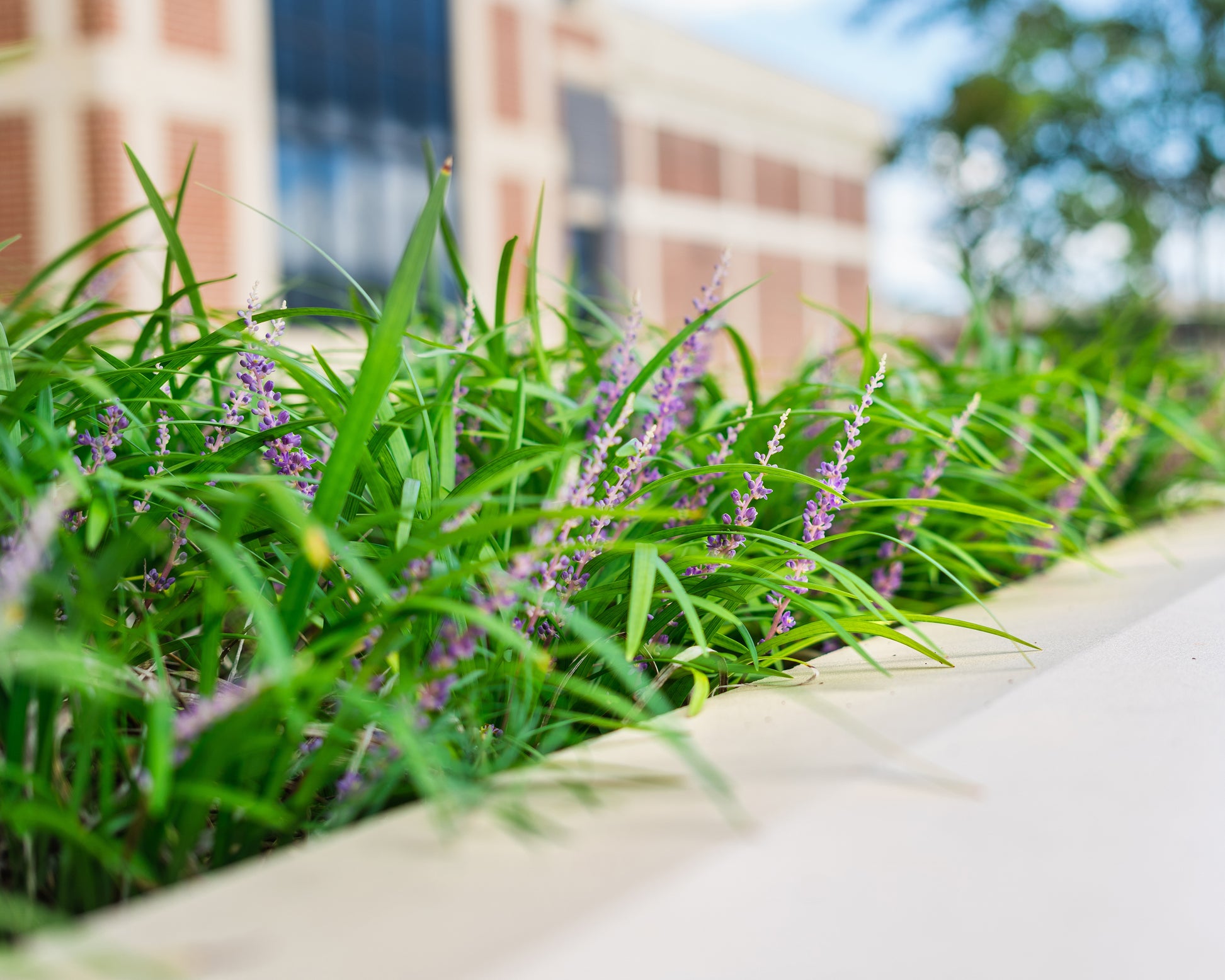 Liriope muscari 'Royal Purple' bare roots — Buy purple lilyturfs online ...