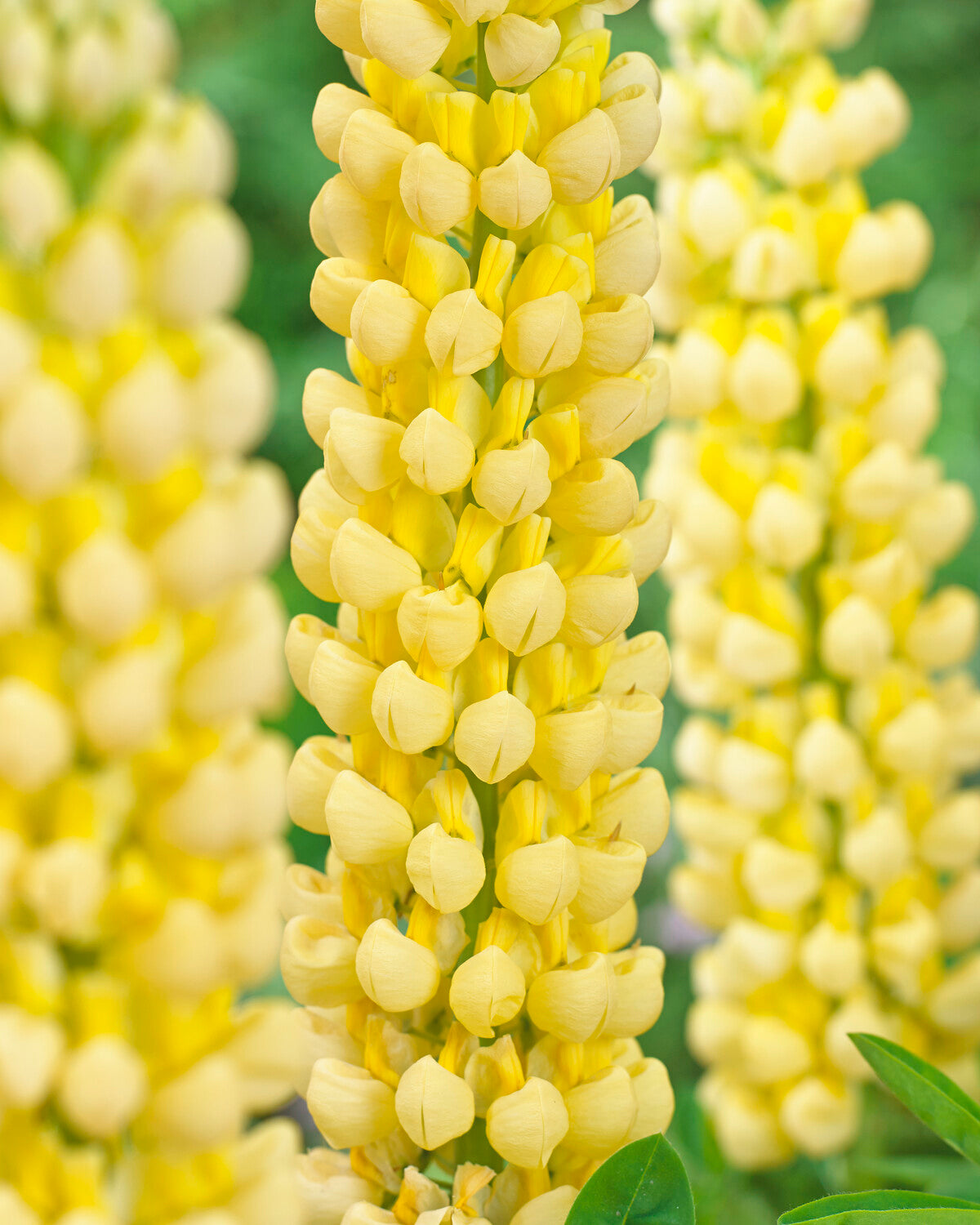 Lupinus 'Desert Sun' bare roots — Buy yellow lupins (lupines) online at ...