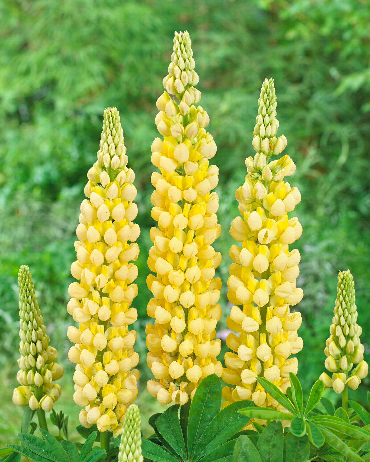 Lupinus 'Desert Sun' bare roots — Buy yellow lupins (lupines) online at ...