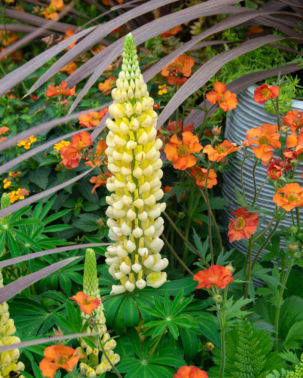 Lupinus 'Desert Sun' bare roots — Buy yellow lupins (lupines) online at ...