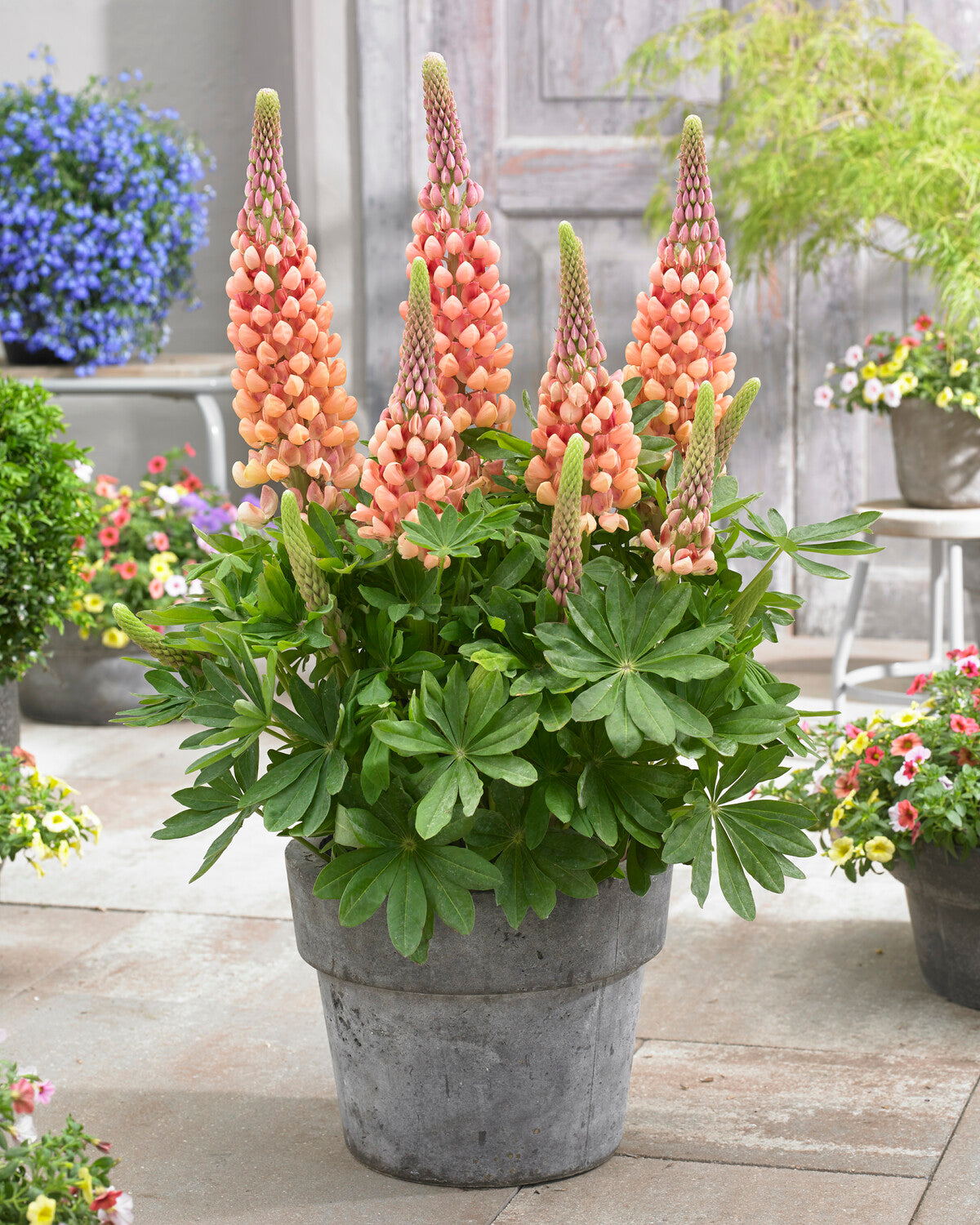 Lupinus 'Salmon Star' bare roots — Buy salmon lupins (lupines) online ...