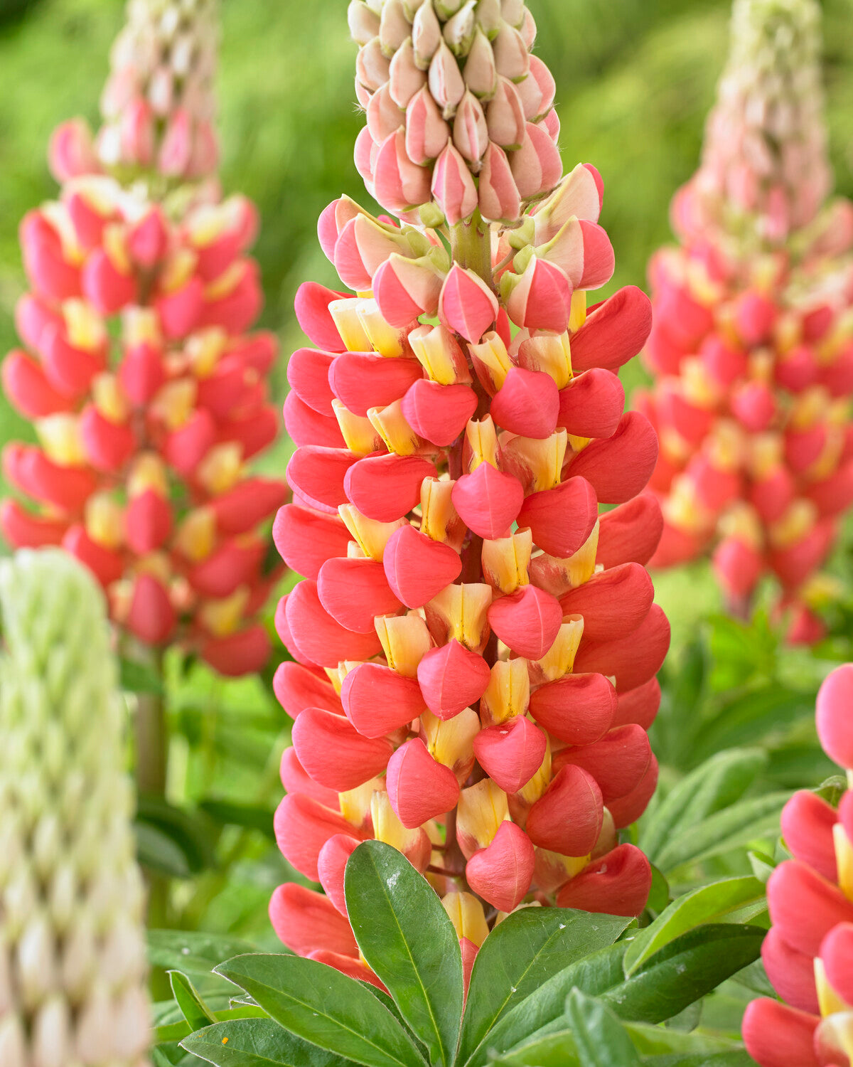 Lupinus 'Tequila Flame' bare roots | Buy coral lupins (lupines) online ...