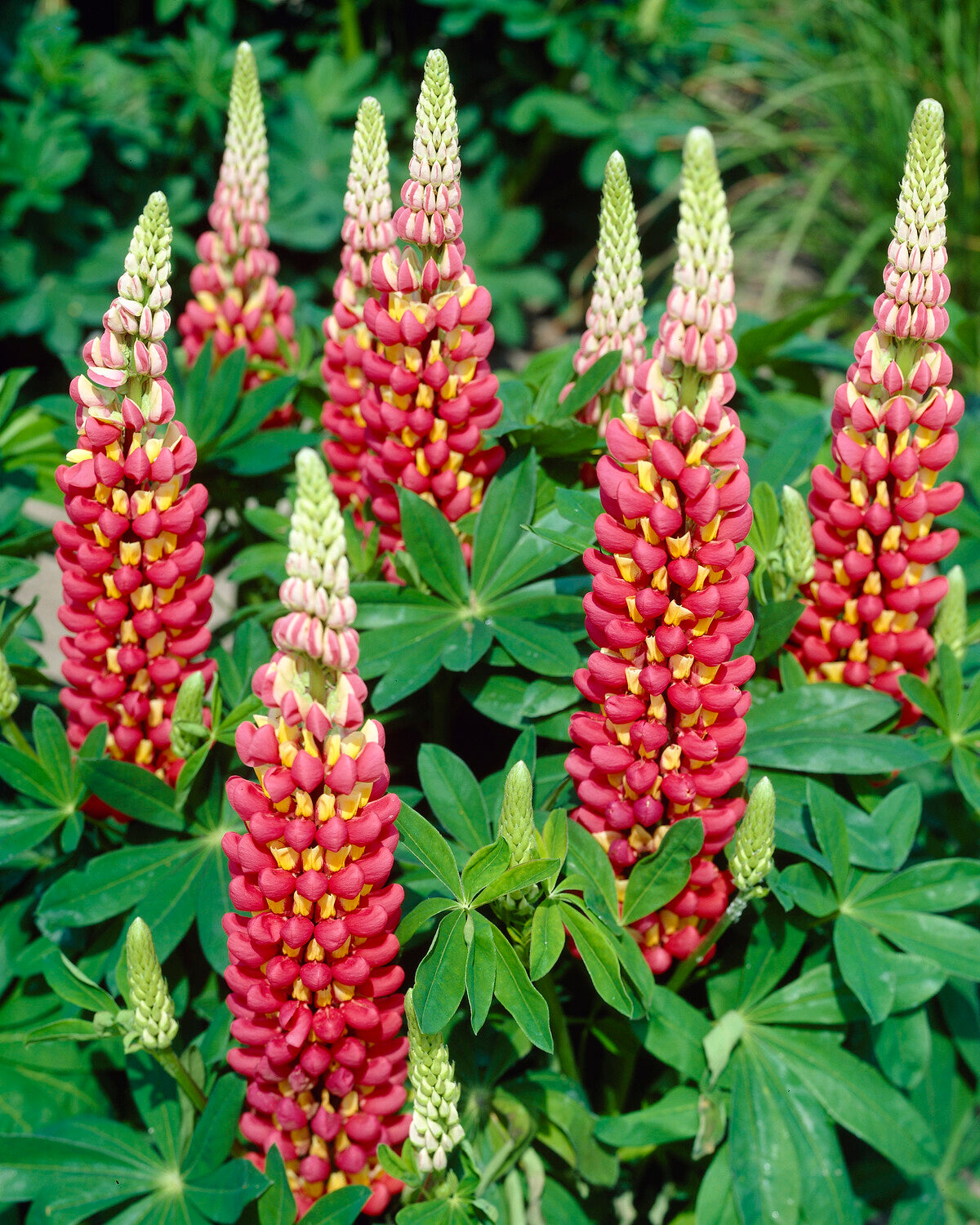 Lupinus 'Tequila Flame' bare roots | Buy coral lupins (lupines) online ...