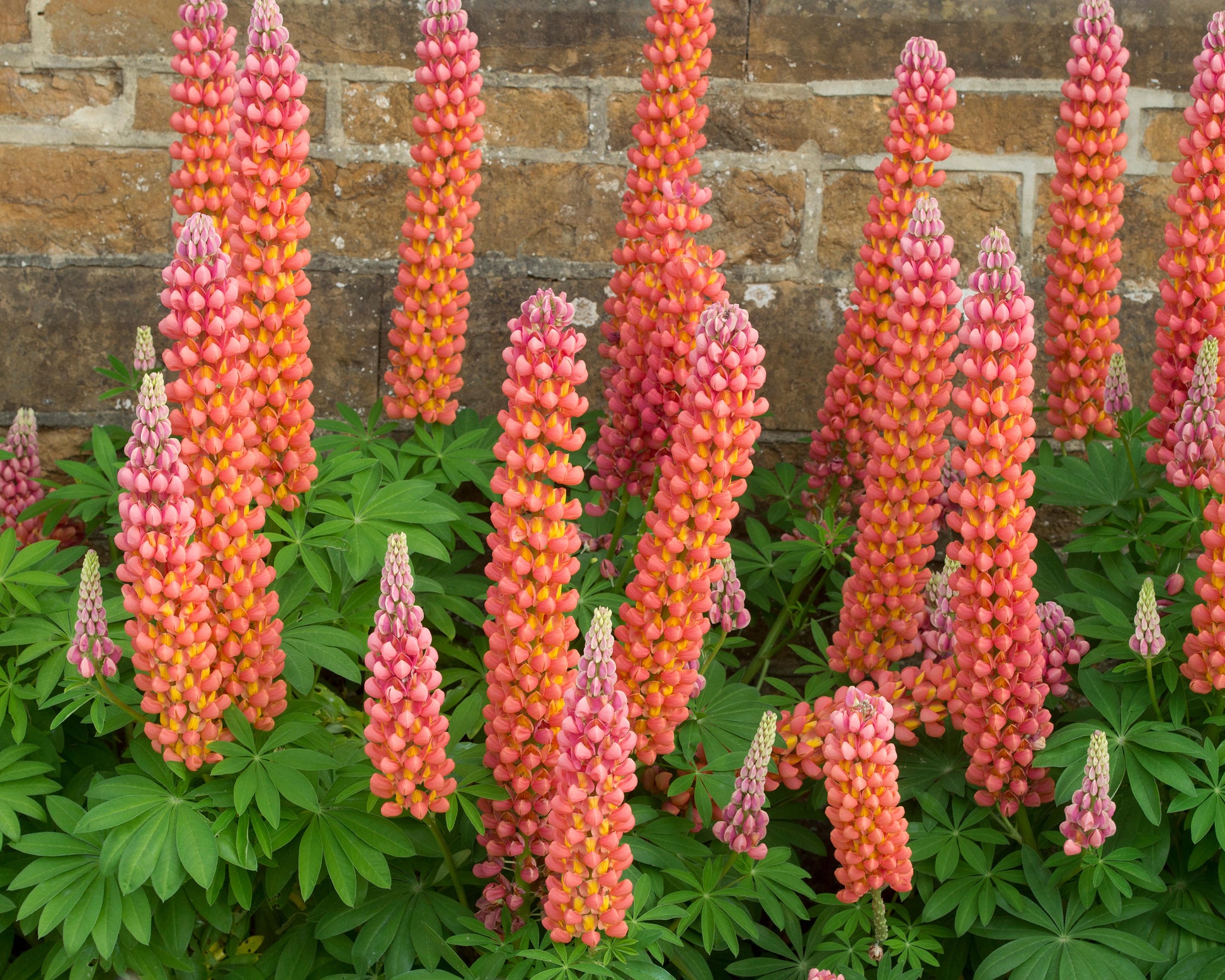Lupinus 'Terracotta' bare roots — Buy red lupins (lupines) online at ...