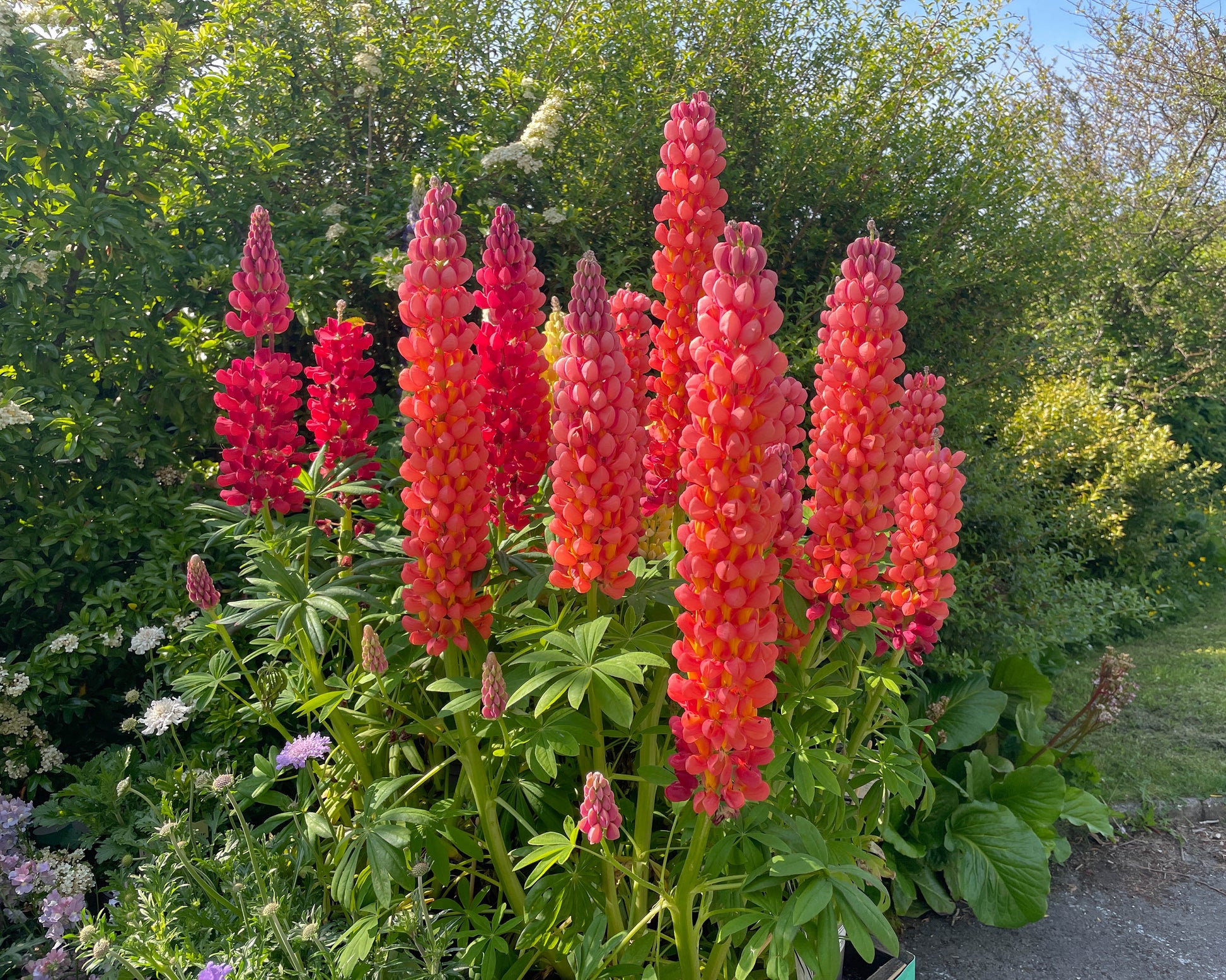 Lupinus 'Terracotta' bare roots | Buy red lupins (lupines) online at ...