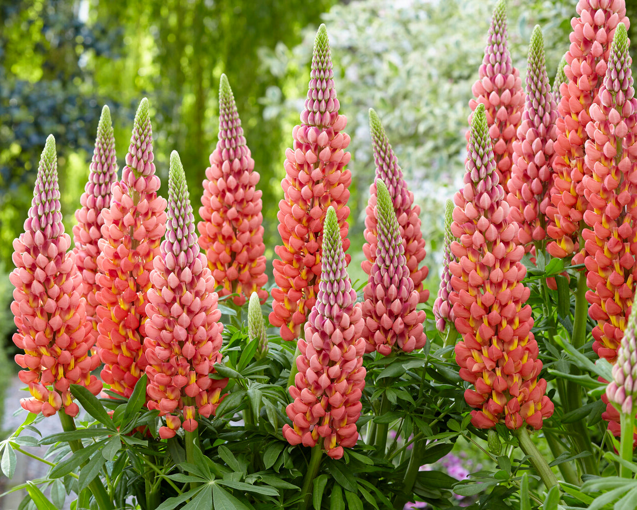Lupinus 'Towering Inferno' bare roots — Buy fiery red lupins (lupines ...
