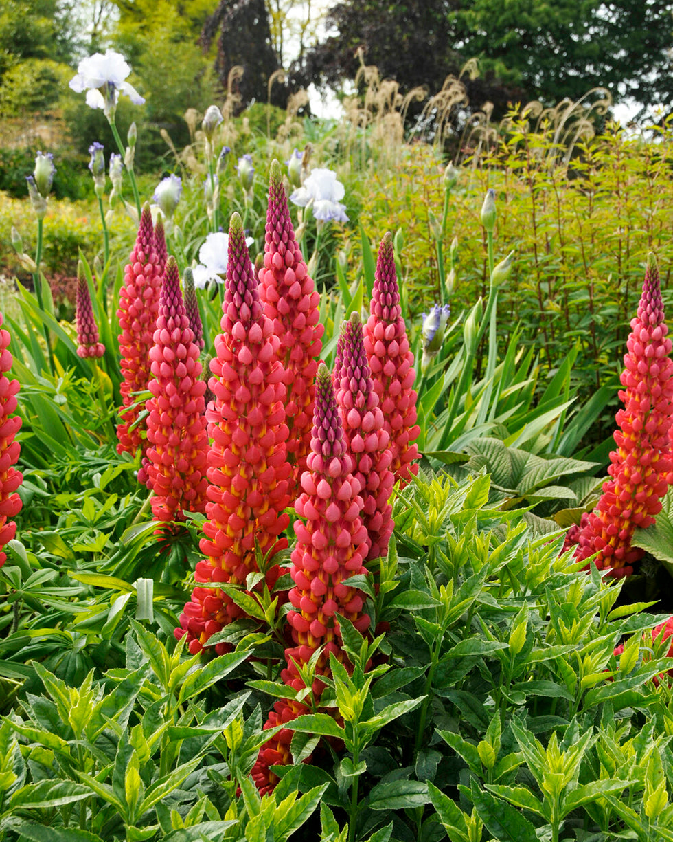 Lupinus 'Towering Inferno' bare roots — Buy fiery red lupins (lupines ...