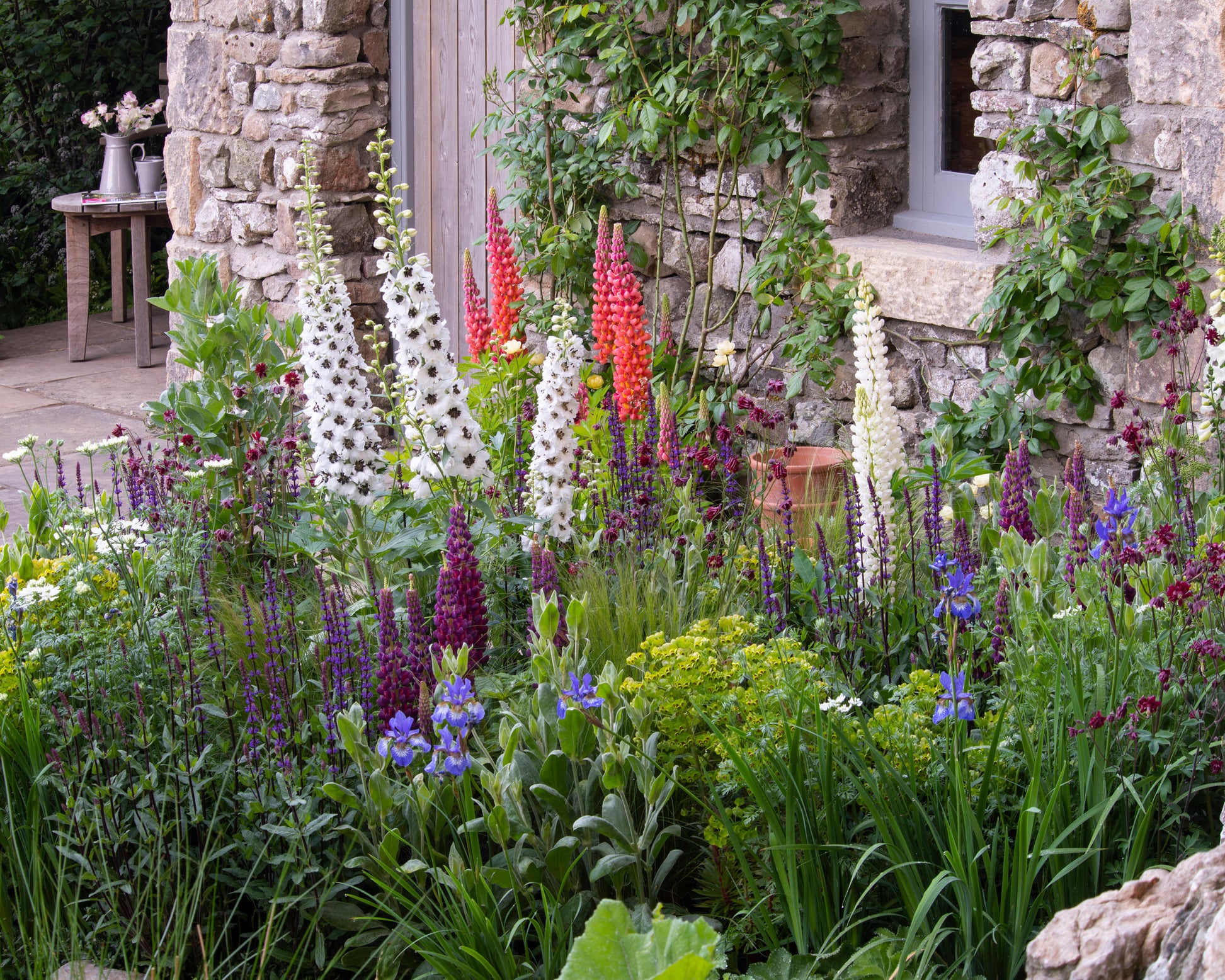 Lupinus 'Masterpiece' bare roots | Buy purple lupins (lupines) online ...