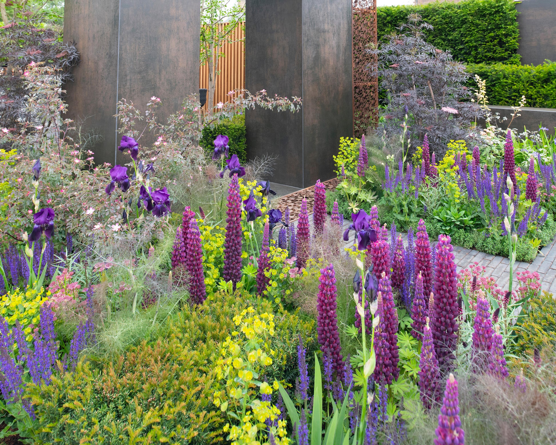 Lupinus 'Masterpiece' bare roots | Buy purple lupins (lupines) online ...
