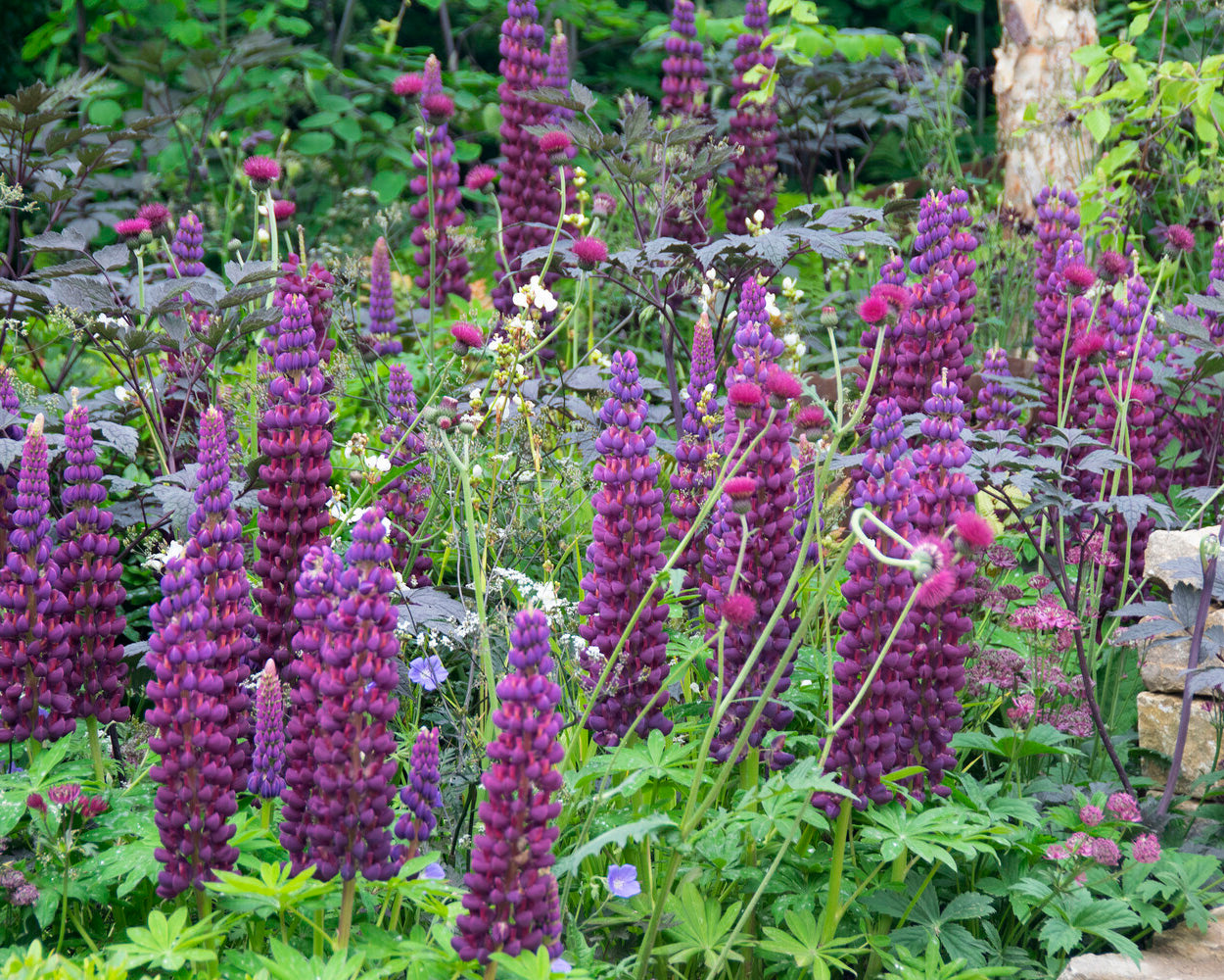 Lupinus 'Masterpiece' bare roots | Buy purple lupins (lupines) online ...