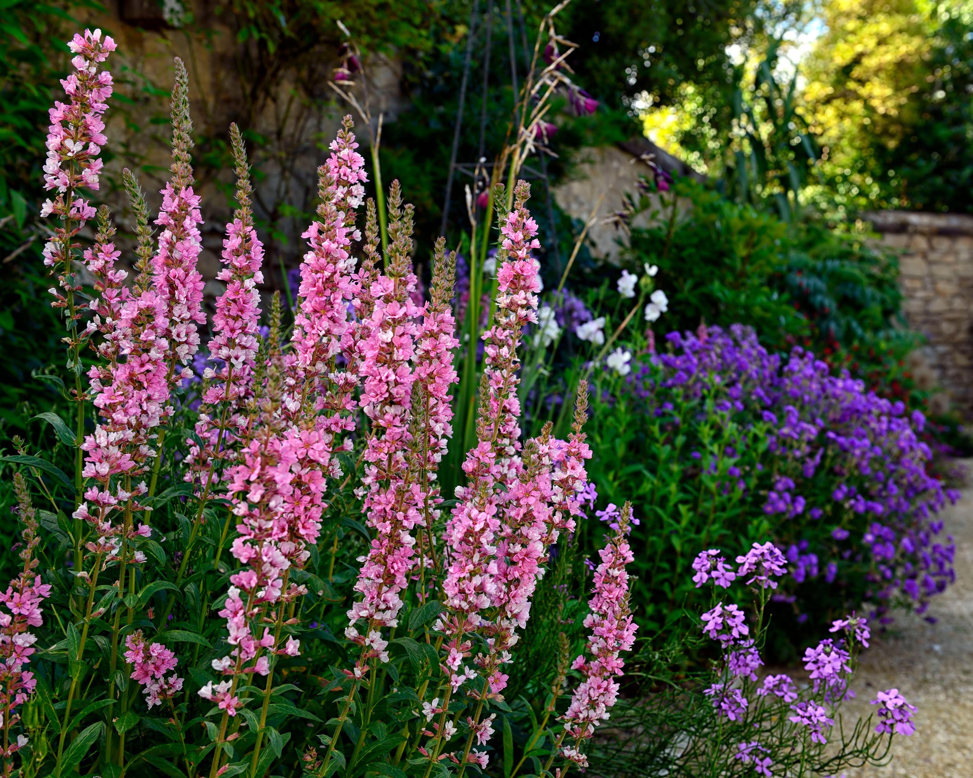 Lythrum salicaria 'Blush' bare roots — Buy pale-pink Lythrum online at ...