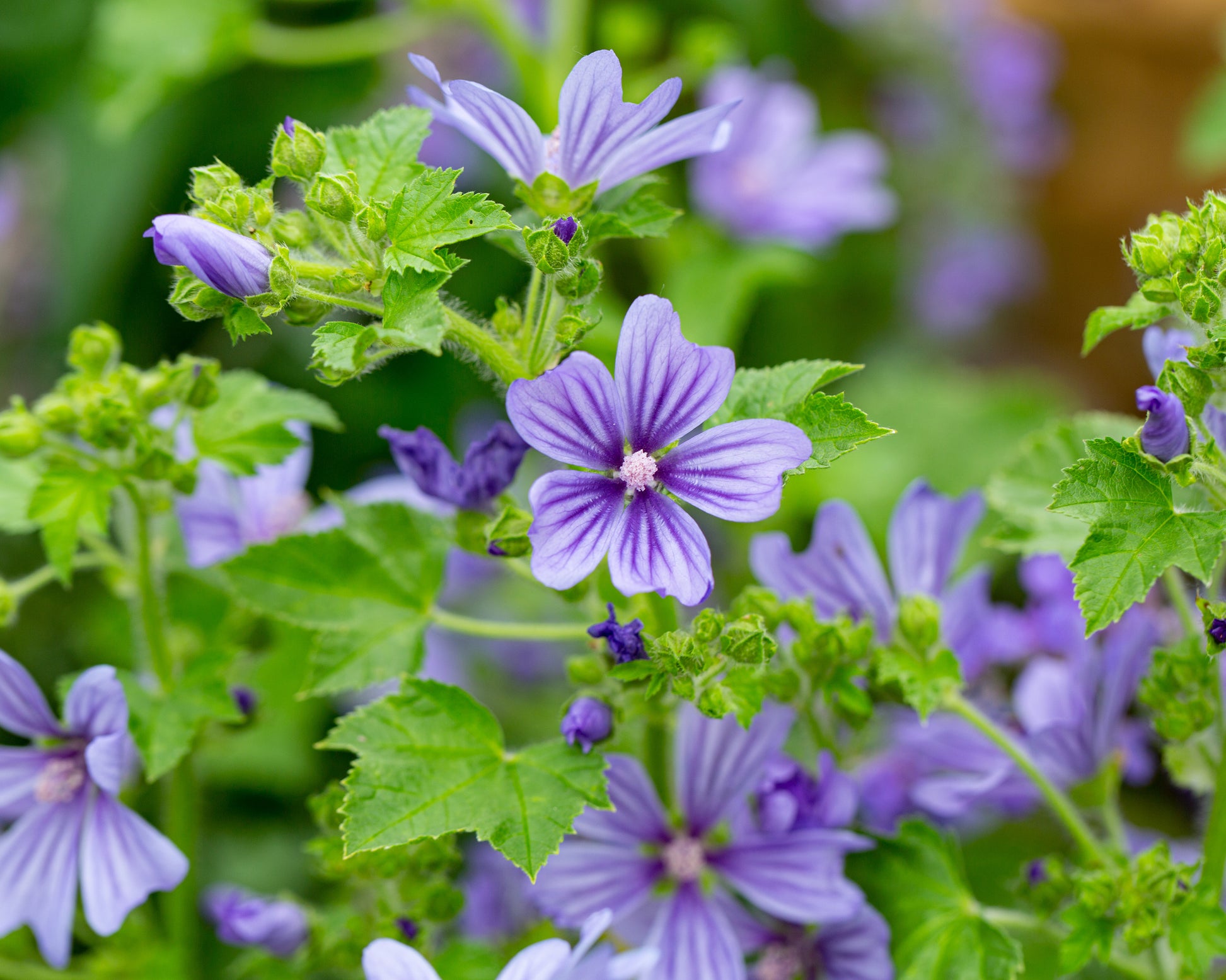 Malva sylvestris 'Primley Blue' (mallow) | Buy online at Farmer Gracy UK