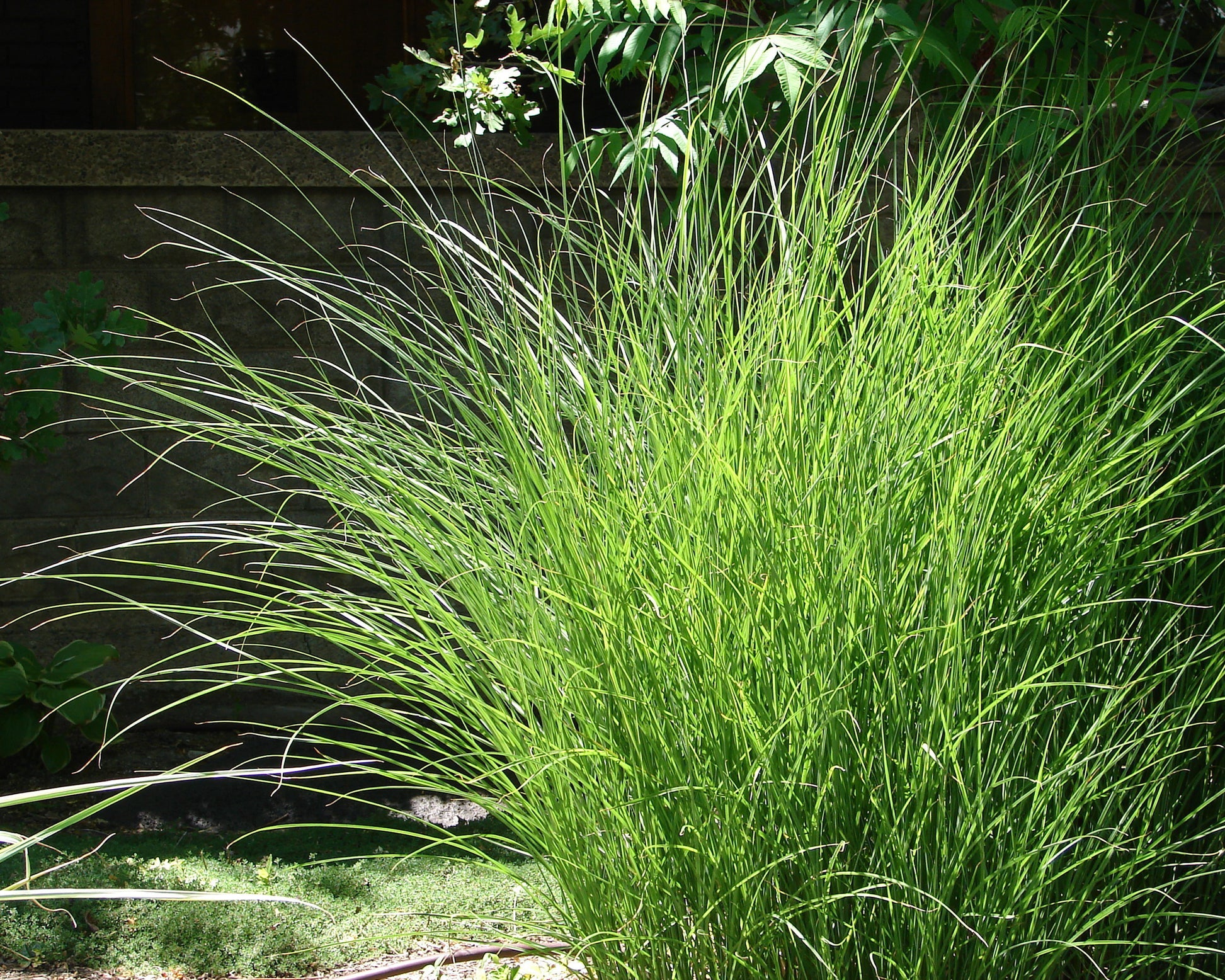 Miscanthus sinensis 'Gracillimus' bare roots — Buy maiden grass online ...
