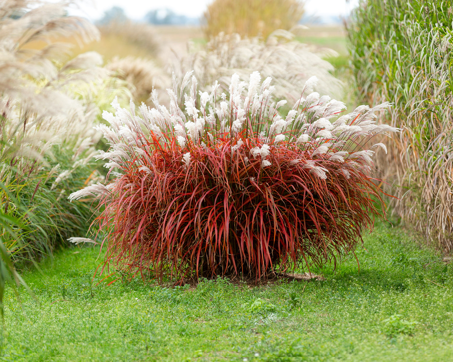 Miscanthus 'Lady in Red' bare roots — Buy red elephant grass online at ...