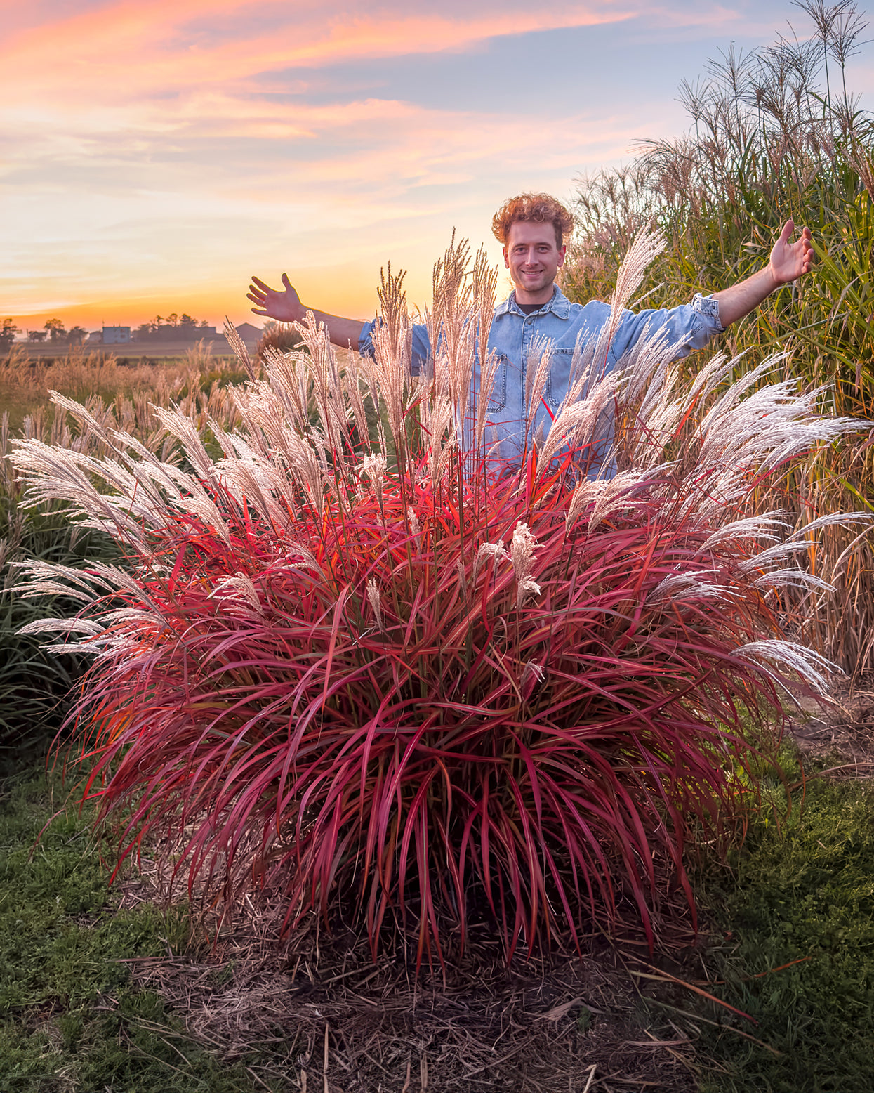 Miscanthus 'Lady in Red' bare roots — Buy red elephant grass online at ...