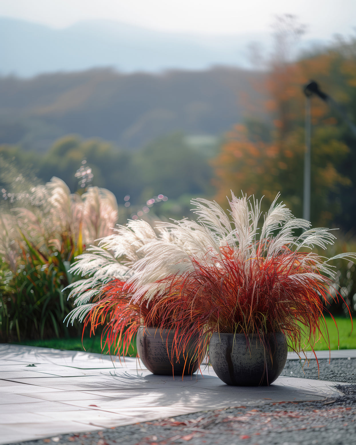 Miscanthus 'Lady in Red' bare roots — Buy red elephant grass online at ...