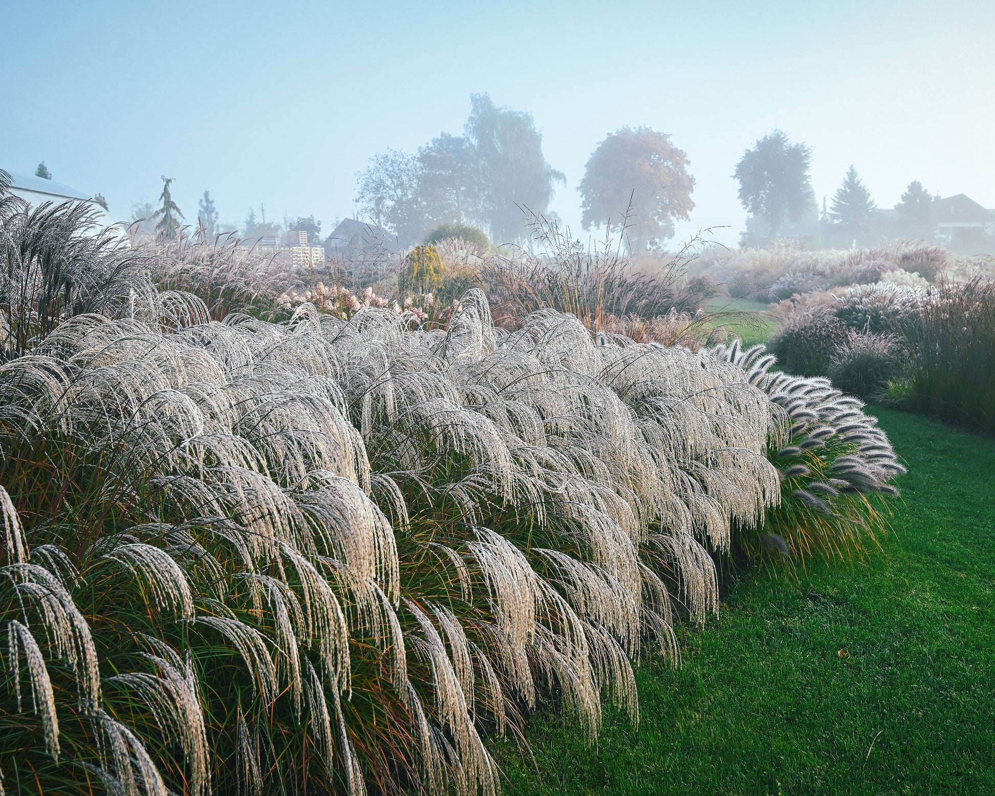 Miscanthus sinensis 'Silver Charm' bare roots — Buy white elephant ...