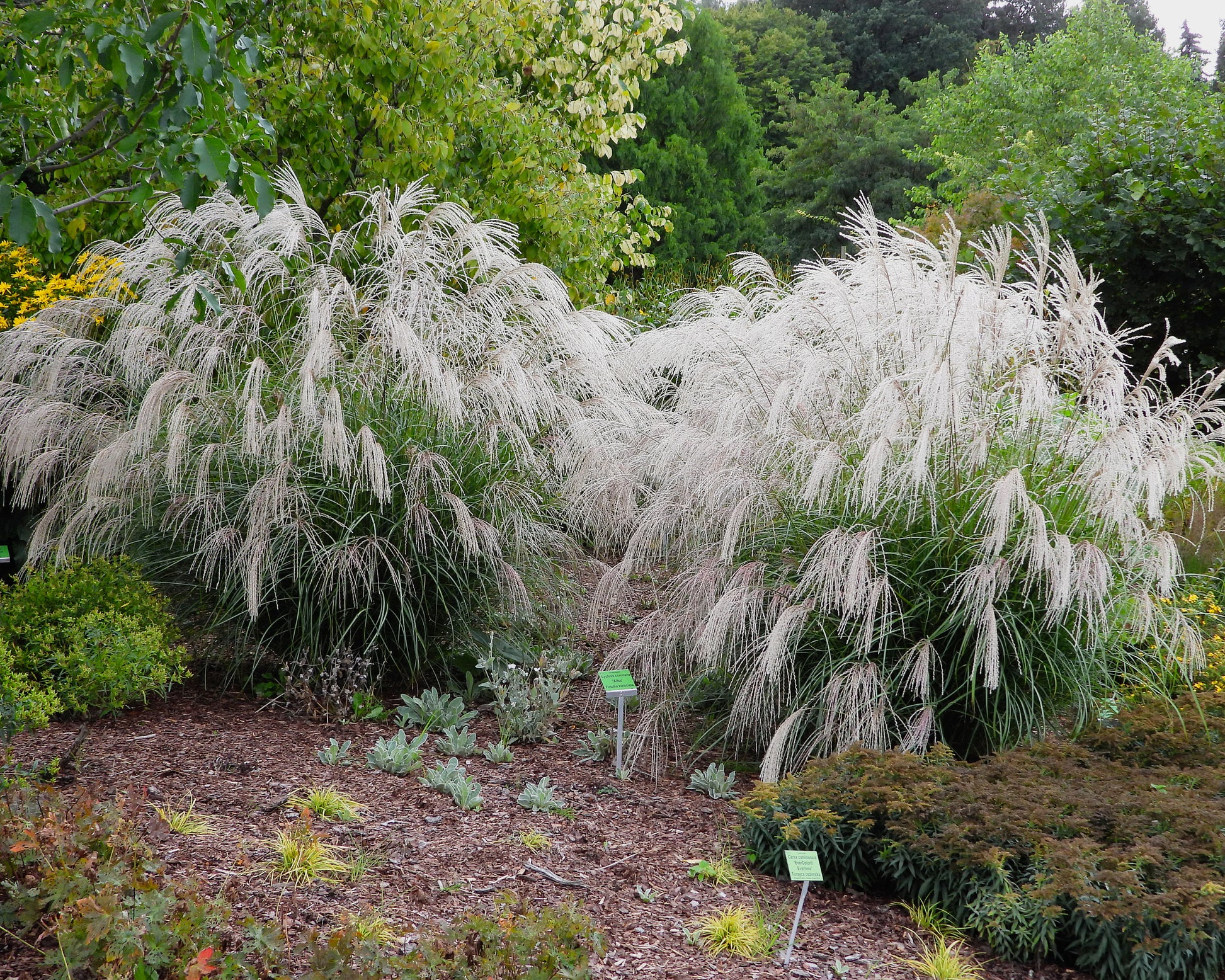 Miscanthus sinensis 'Silver Charm' bare roots — Buy white elephant ...