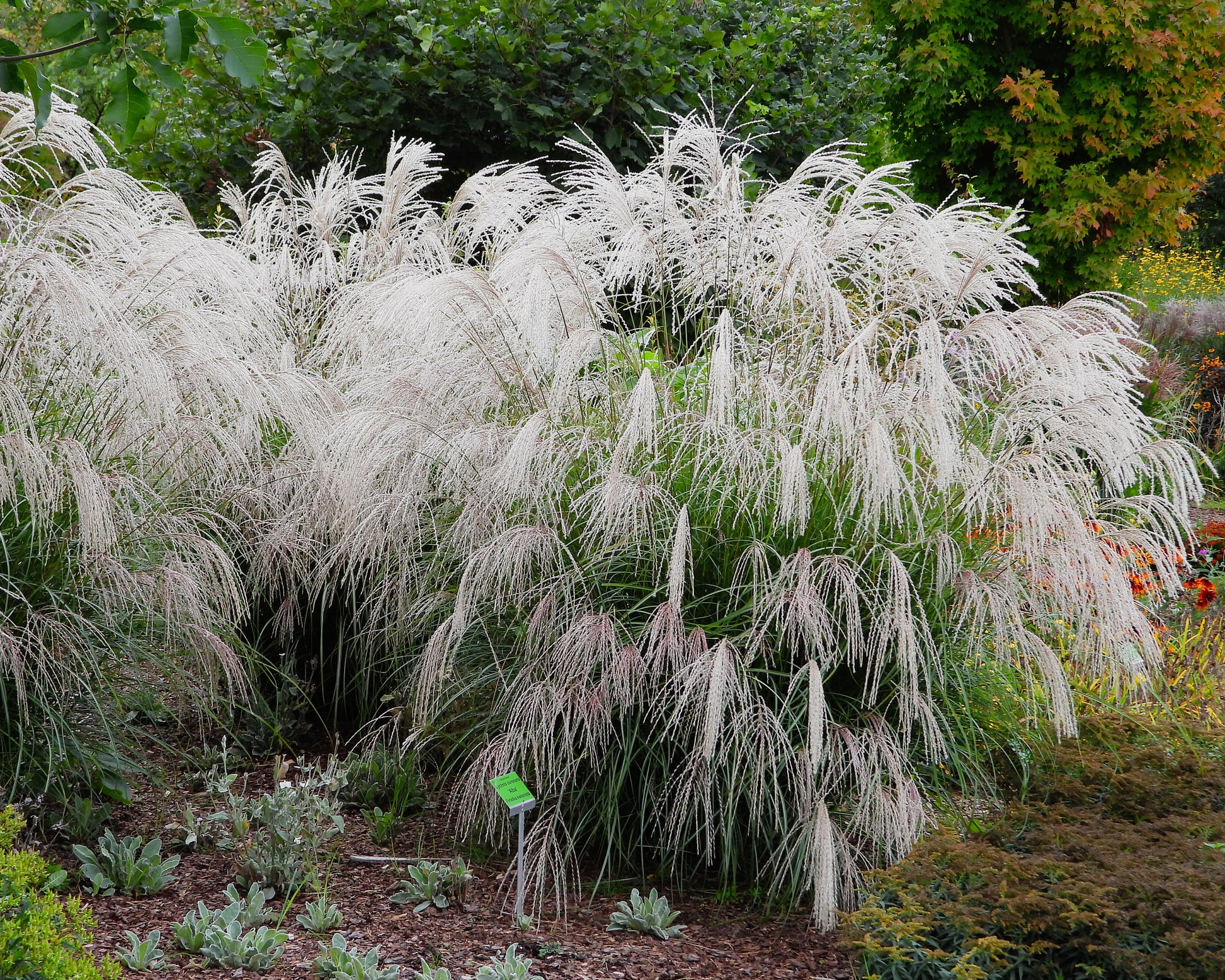 Miscanthus sinensis 'Silver Charm' bare roots — Buy white elephant grass online at Farmer Gracy UK