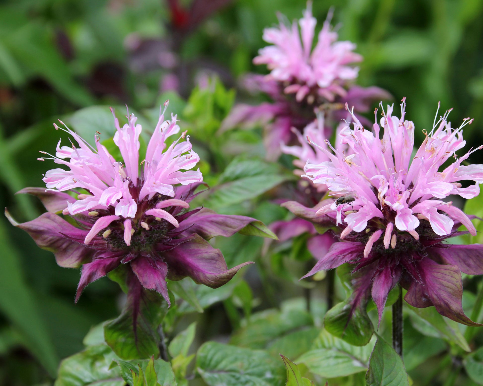 Monarda 'Beauty of Cobham' bare roots — Buy pink bergamot online at ...