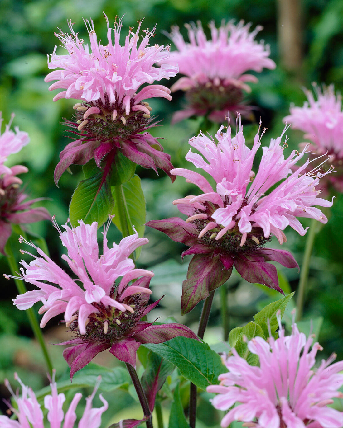 Monarda 'Beauty of Cobham' bare roots — Buy pink bergamot online at ...