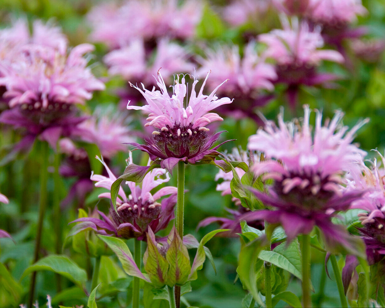 Monarda 'Beauty of Cobham' bare roots | Buy pink bergamot online at ...