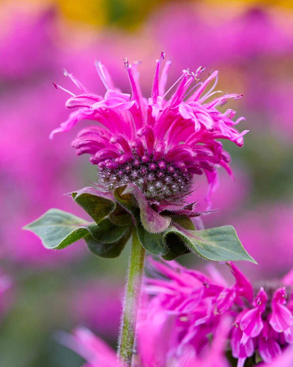 Monarda didyma 'Bee-Free' bare roots — Buy violet pink bergamot online ...