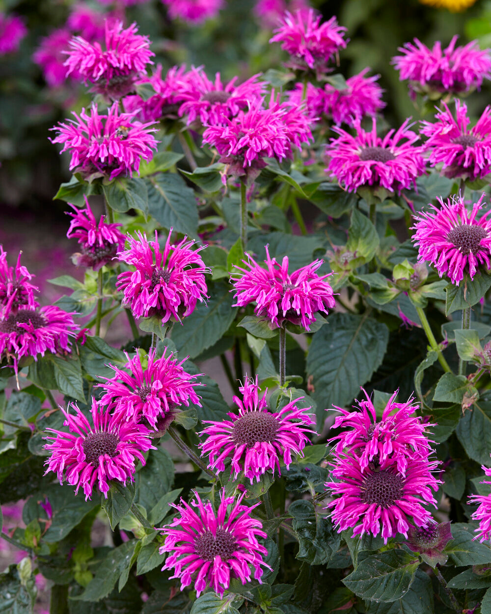 Monarda didyma 'Bee-Free' bare roots — Buy violet pink bergamot online ...