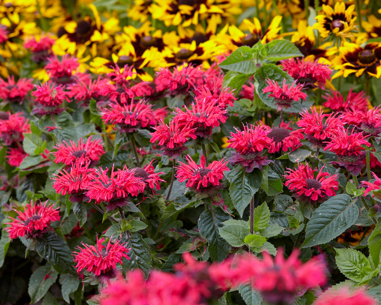 Monarda didyma 'Bee-Happy' bare roots — Buy coral red bergamot online ...