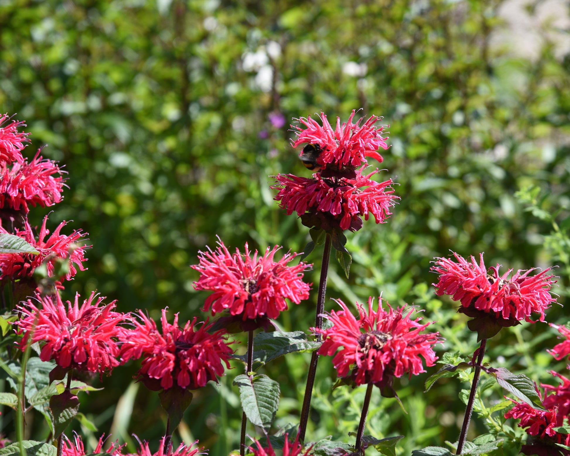 Monarda didyma 'Bee-Happy' bare roots — Buy coral red bergamot online ...