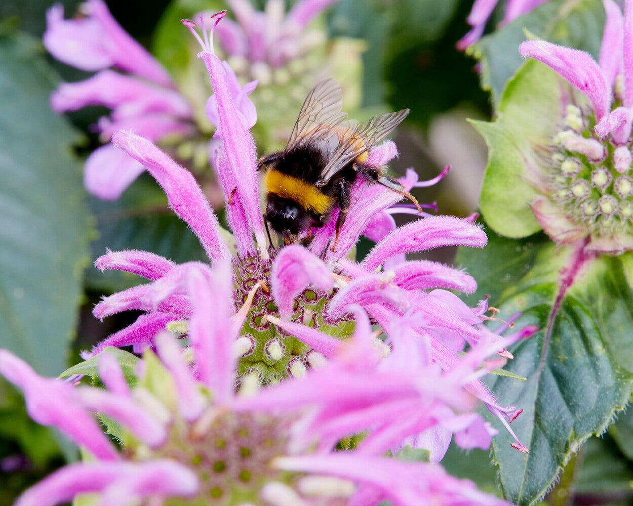 Monarda didyma 'Bee-Lieve' bare roots — Buy pastel pink bergamot online ...