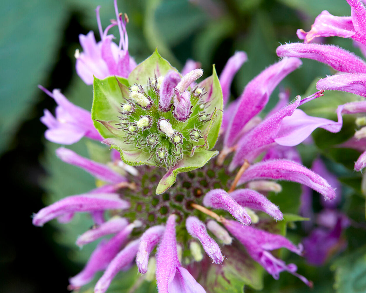 Monarda didyma 'Bee-Lieve' bare roots — Buy pastel pink bergamot online ...