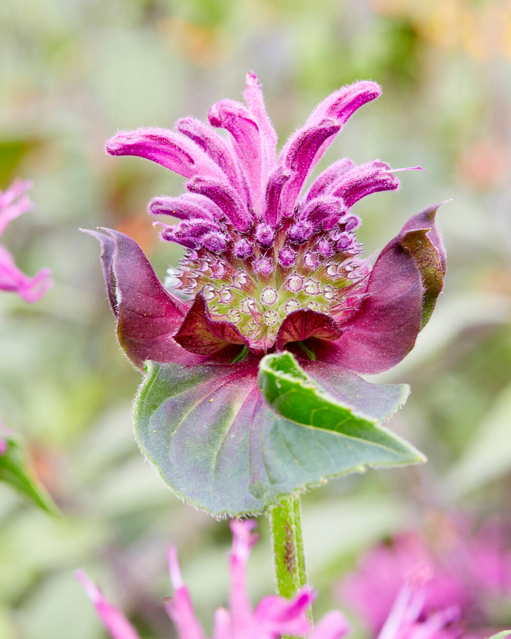 Monarda 'Bee-Pure' bare roots | Buy bee balm online at Farmer Gracy UK
