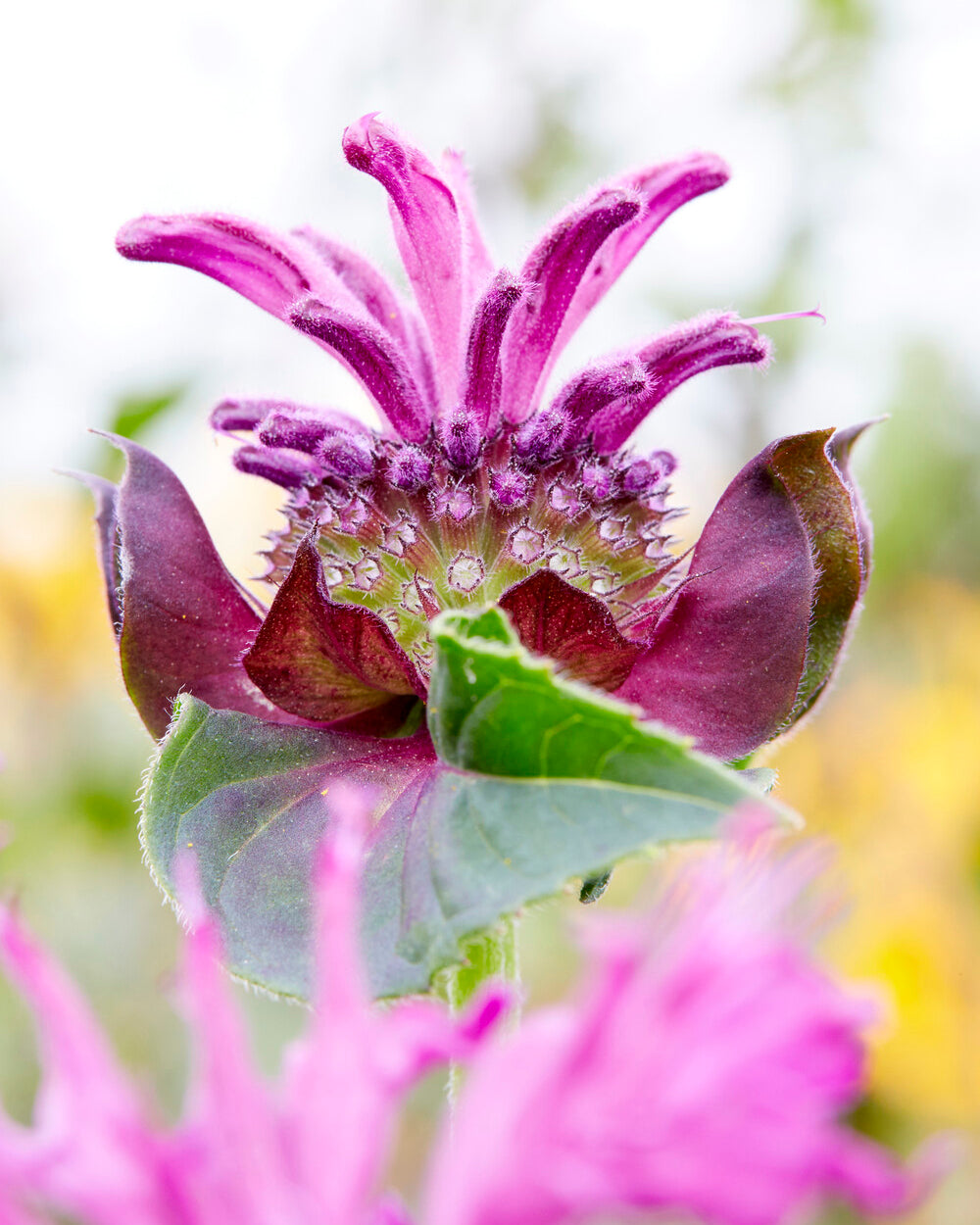 Monarda 'Bee-Pure' bare roots | Buy bee balm online at Farmer Gracy UK
