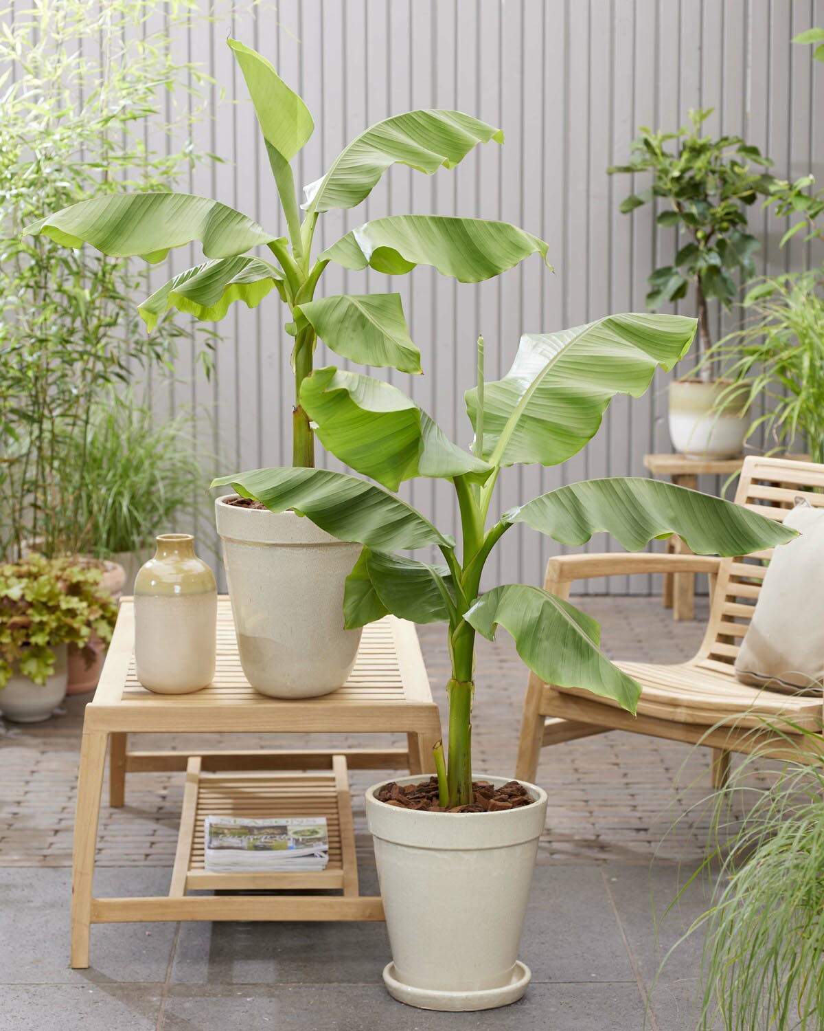 Musa basjoo (banana plant) bare roots — Buy hardy banana tree online at ...