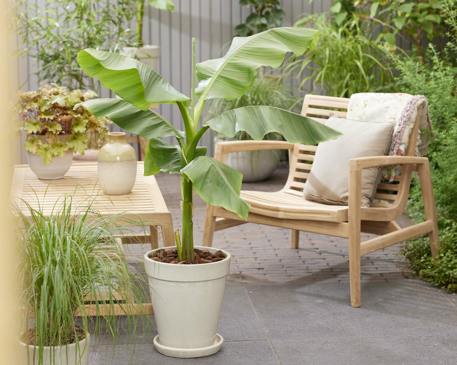 Musa basjoo (banana plant) bare roots — Buy hardy banana tree online at ...