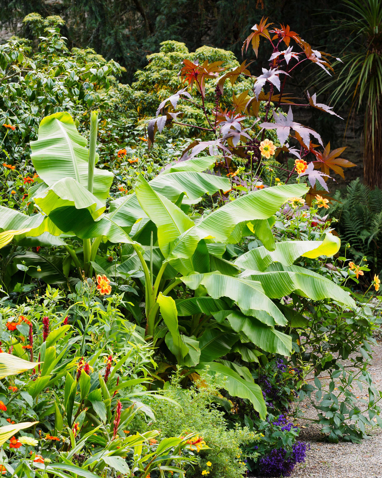 Musa basjoo (banana plant) bare roots — Buy hardy banana tree online at ...