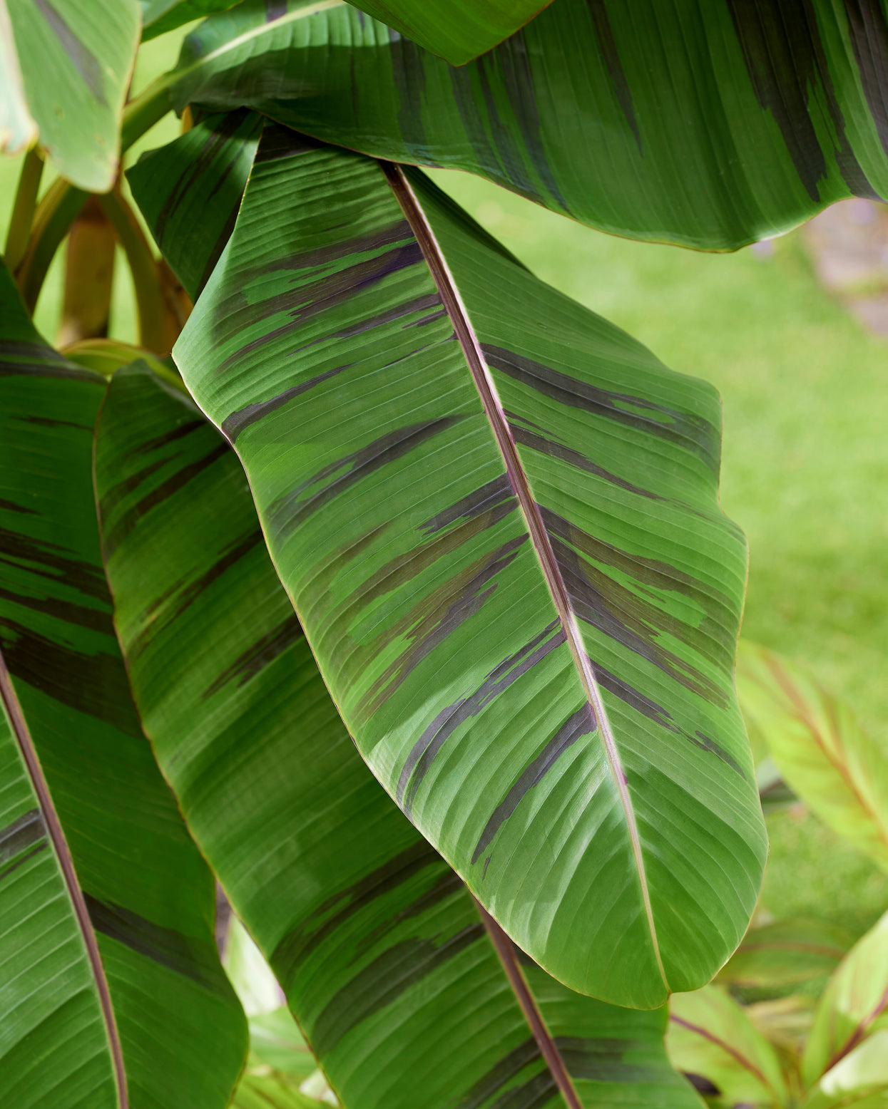 Musa sikkimensis 'Ever Red' (banana plant) bare roots — Buy red banana ...