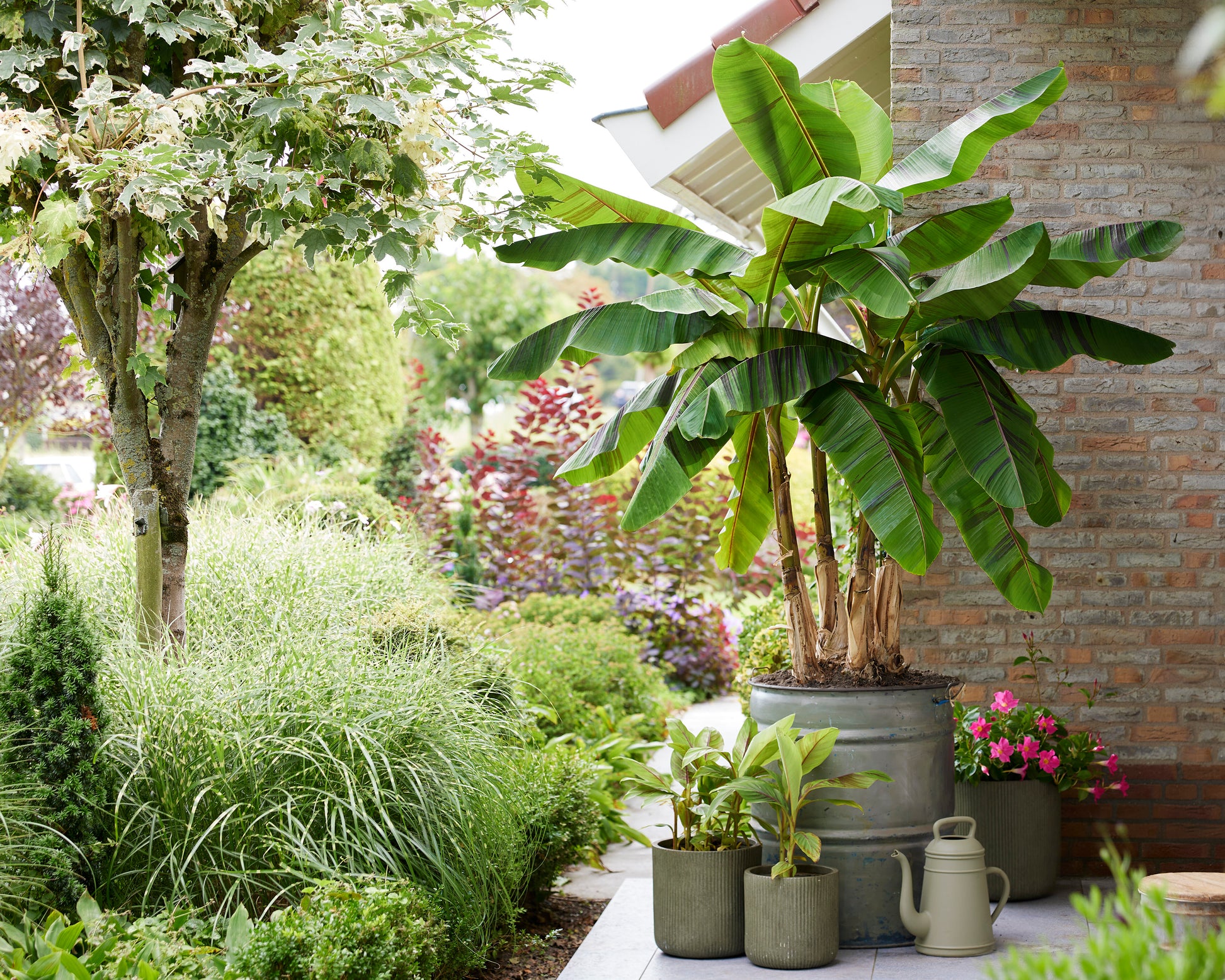 Musa sikkimensis 'Ever Red' (banana plant) bare roots — Buy red banana ...
