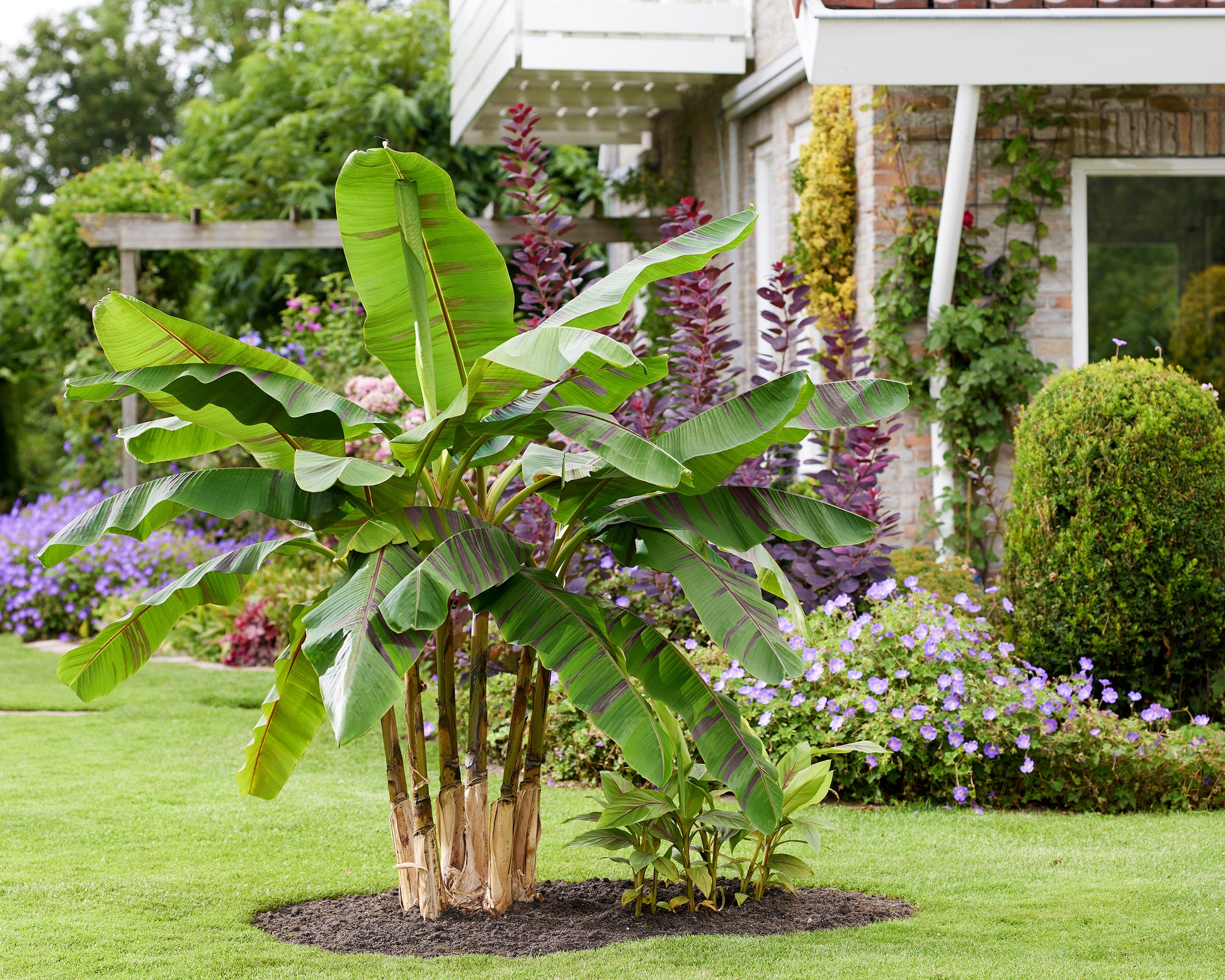 Musa sikkimensis 'Ever Red' (banana plant) bare roots — Buy red banana ...