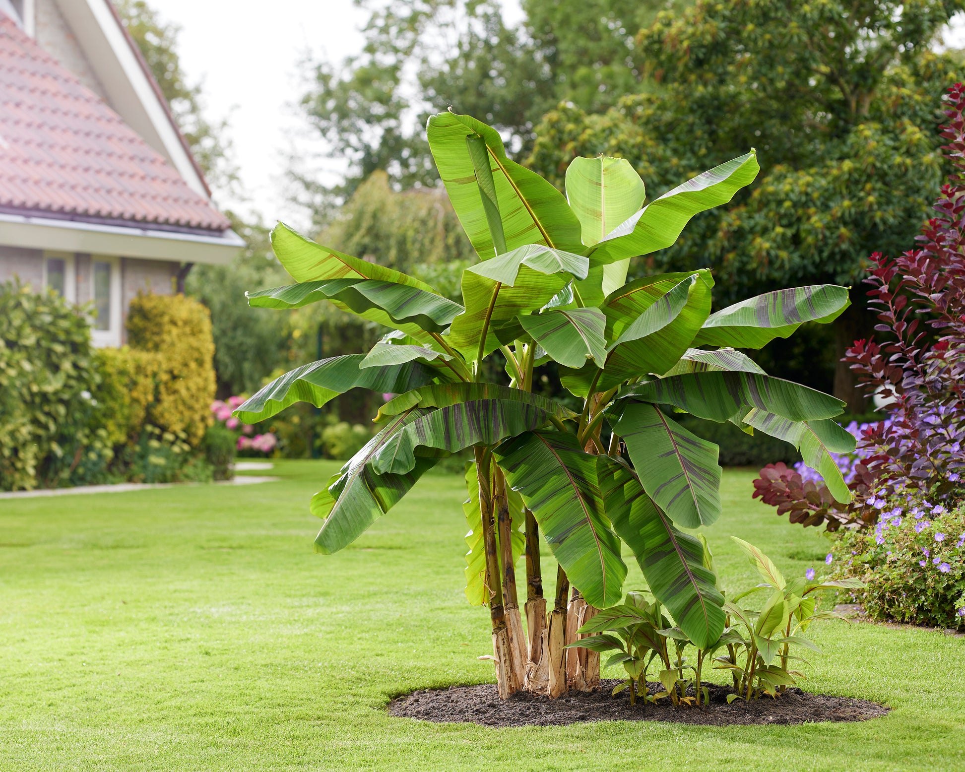 Musa sikkimensis 'Ever Red' (banana plant) bare roots | Buy red banana ...